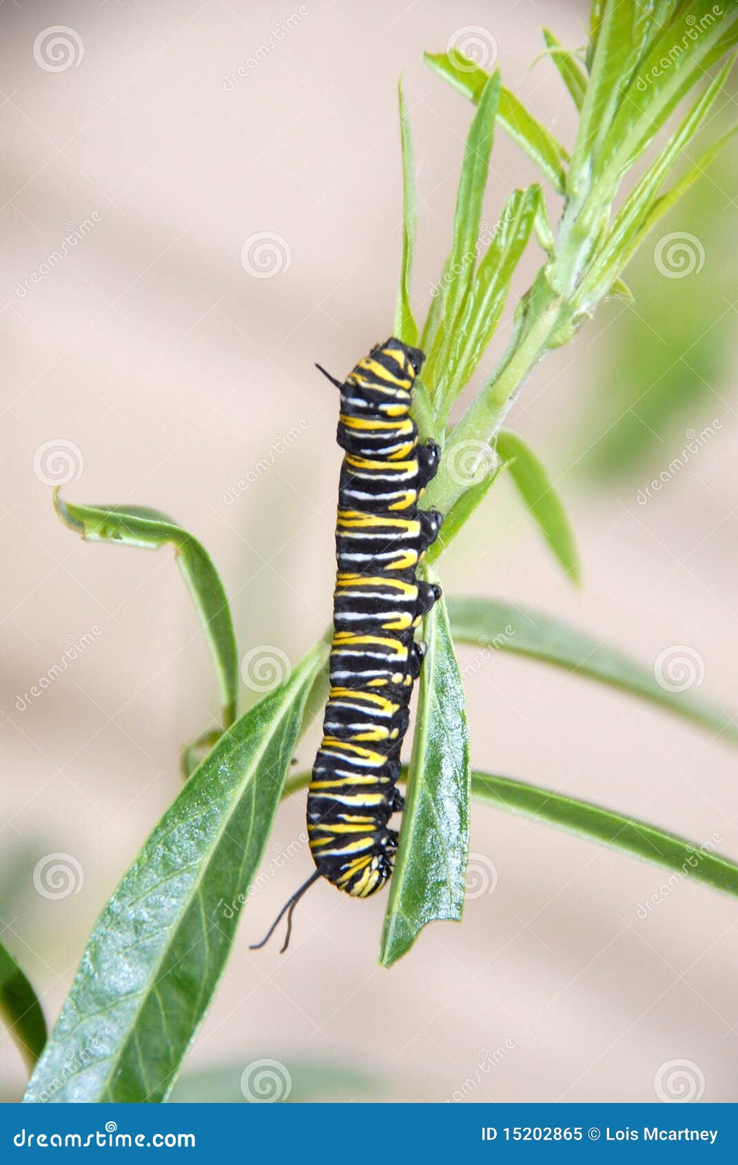Butterfly Caterpillar Larva Stock Image | CartoonDealer.com #124471831