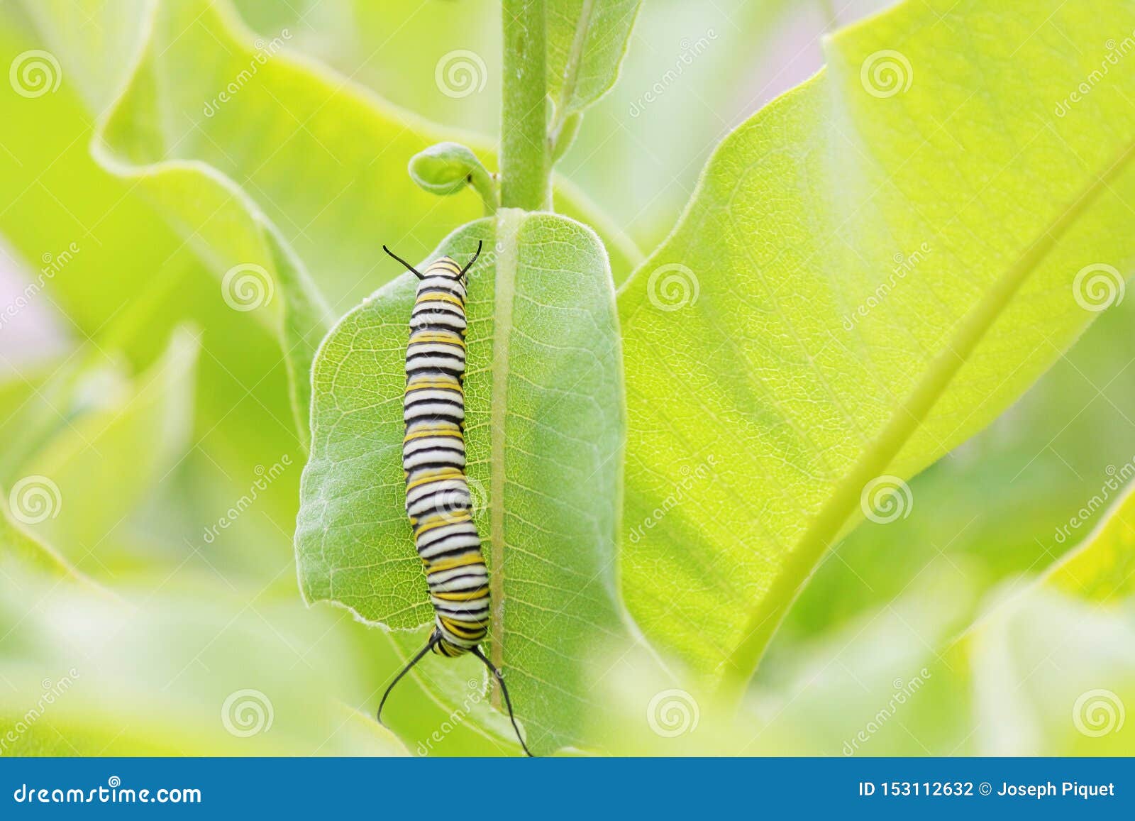 Monarch Butterfly Caterpillar Eating Leaf Stock Photo - Image of black ...