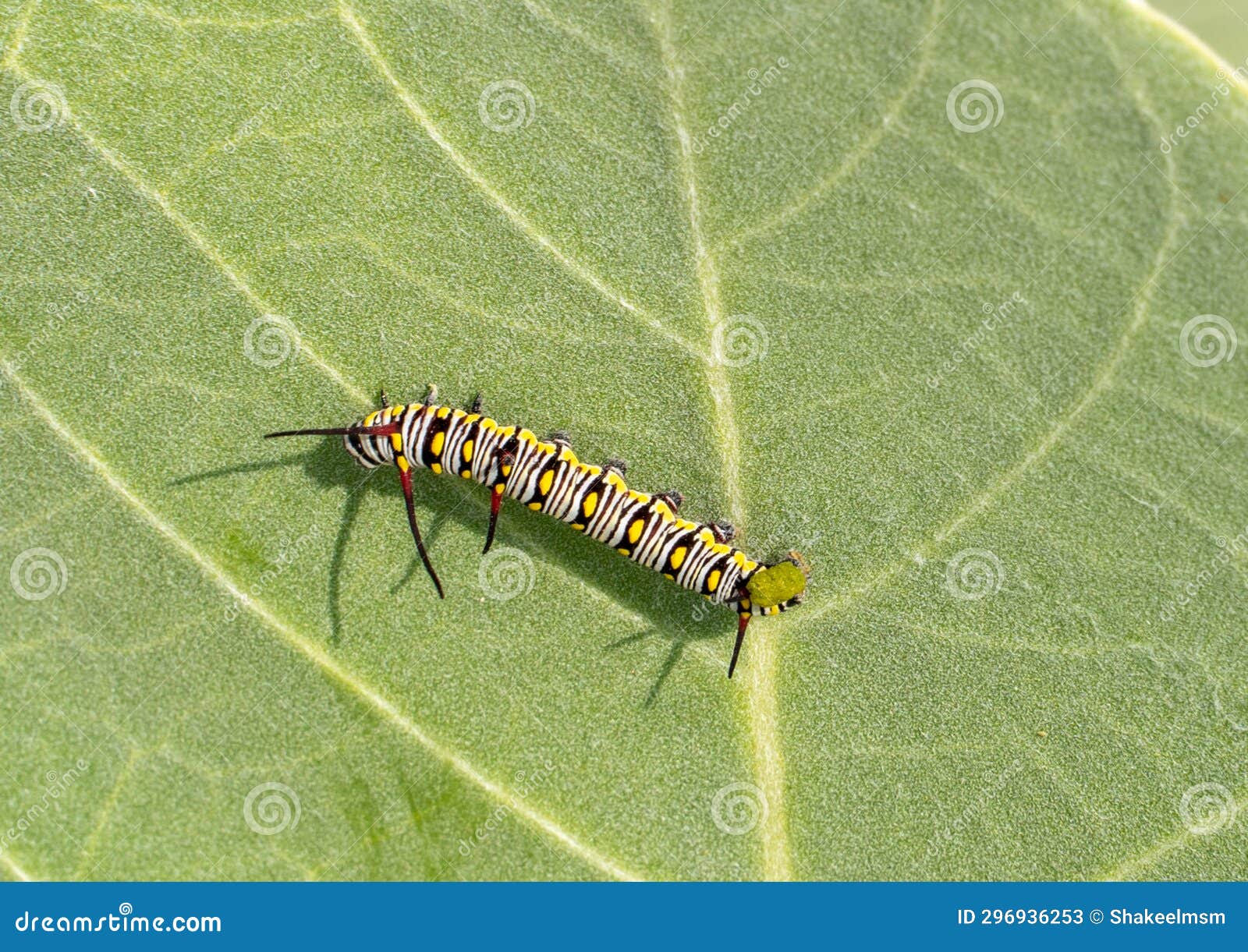 Monarch Butterfly Caterpillar Stock Image - Image of biology, larva ...