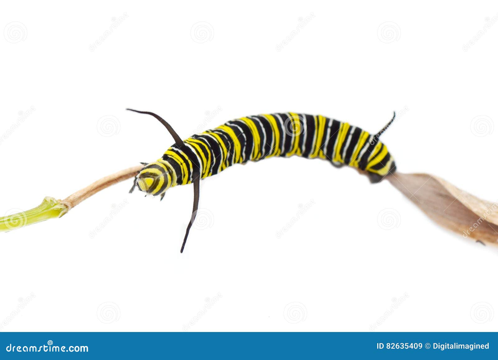 Monarch Butterfly Caterpillar Stock Image - Image of life, larva: 82635409