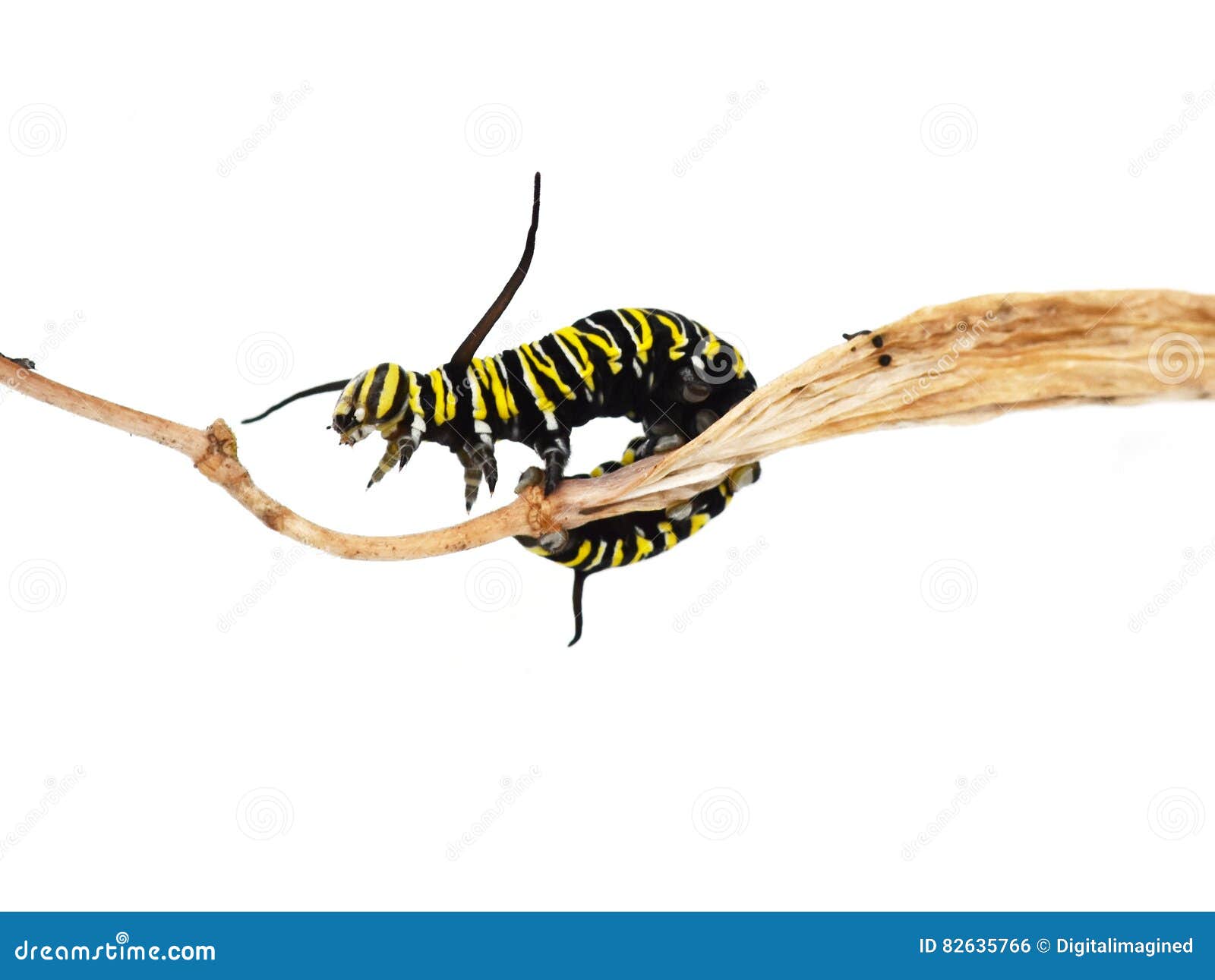 Monarch Butterfly Caterpillar Stock Photo - Image of insect, growth ...