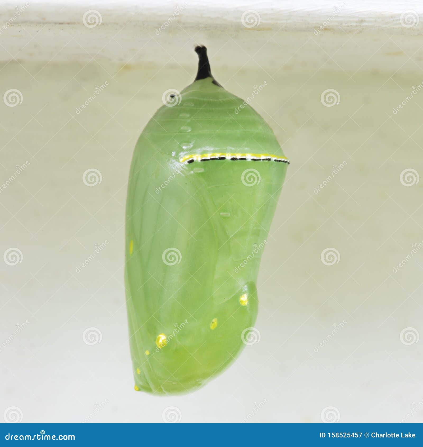 Monarch Butterfly Chrysalis Stock Image - Image of wildlife, closeup ...