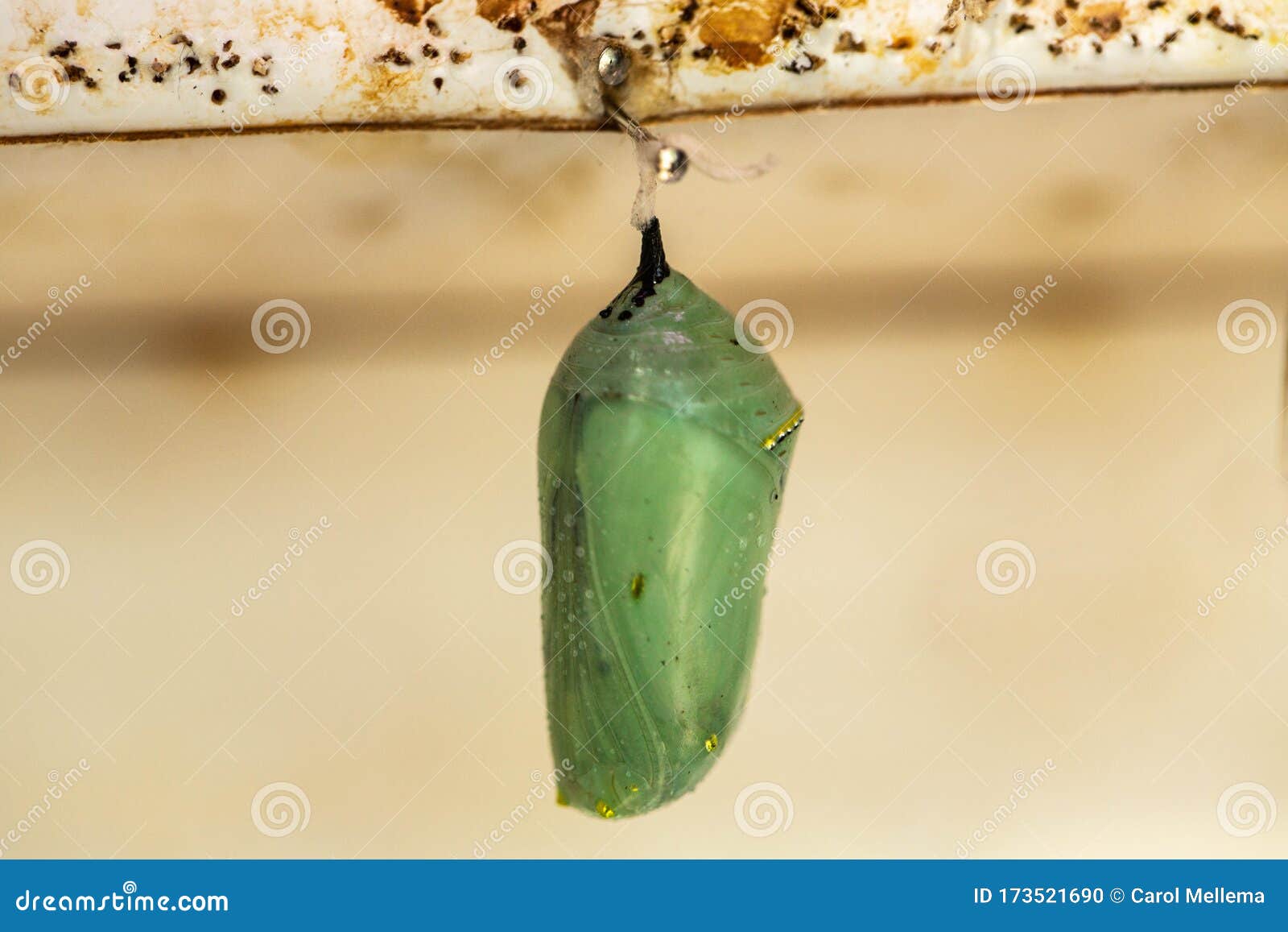 Monarch Butterfly in Chrysalis Form Stock Photo - Image of life ...