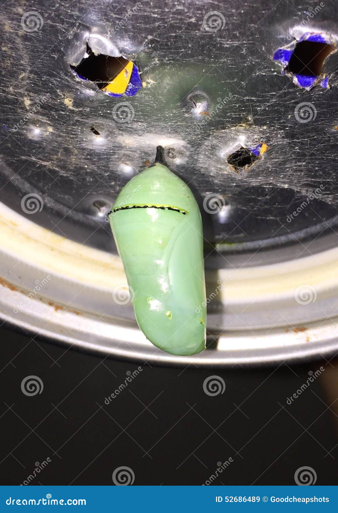 A Monarch Butterfly Chrysalis Stock Image - Image of cocoon, formed ...
