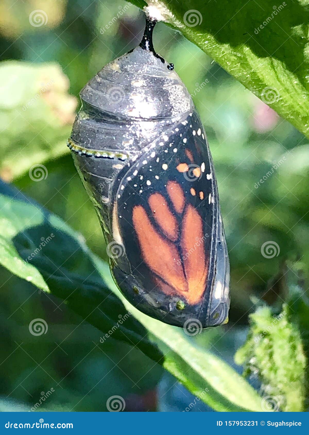 Monarch Butterfly Chrysalis Stock Image - Image of emerge, ready: 157953231