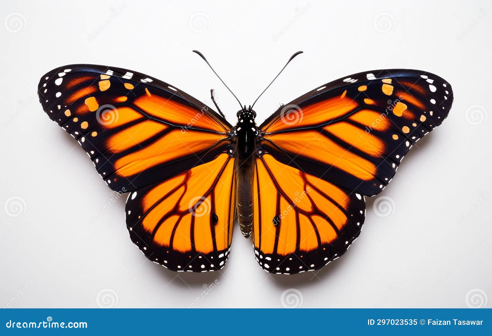 Monarch Butterfly, Clear Background -Generative Ai Stock Image - Image ...