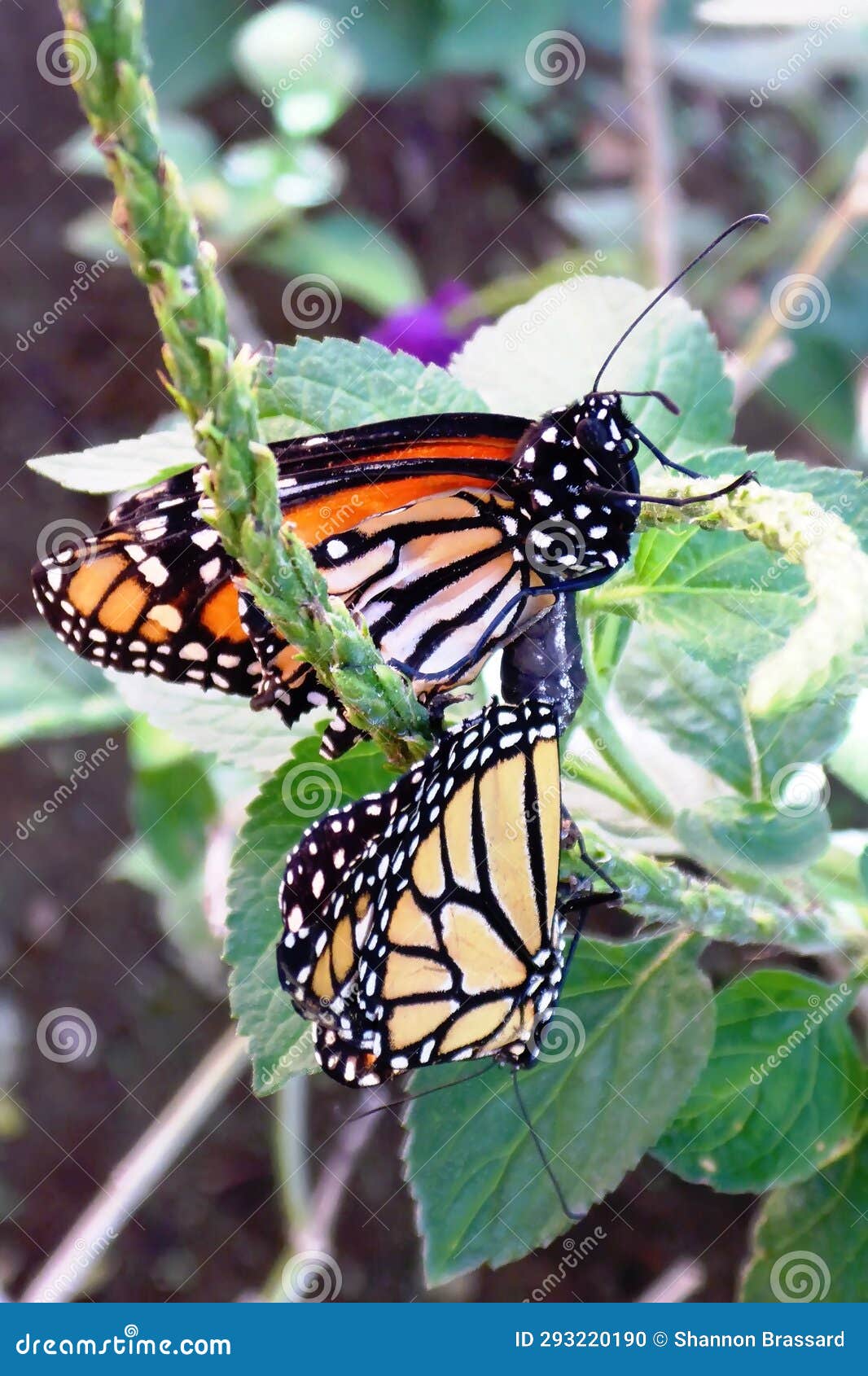 Monarch Butterfly stock photo. Image of petal, pollinator - 293220190