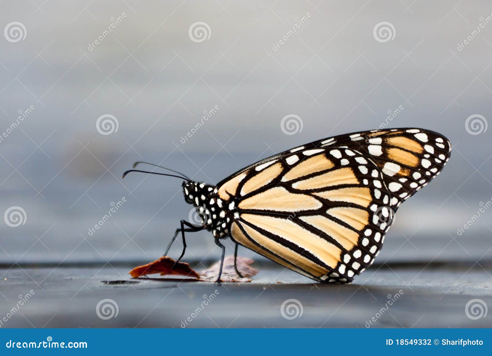 Monarch butterfly closeup stock photo. Image of legs - 18549332