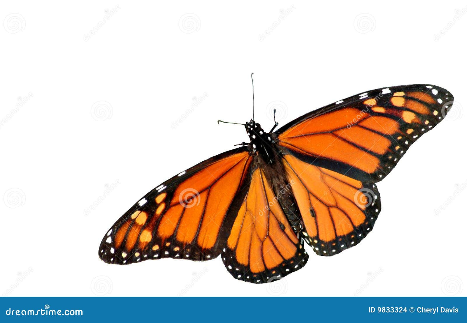 Monarch Butterfly Cut Out