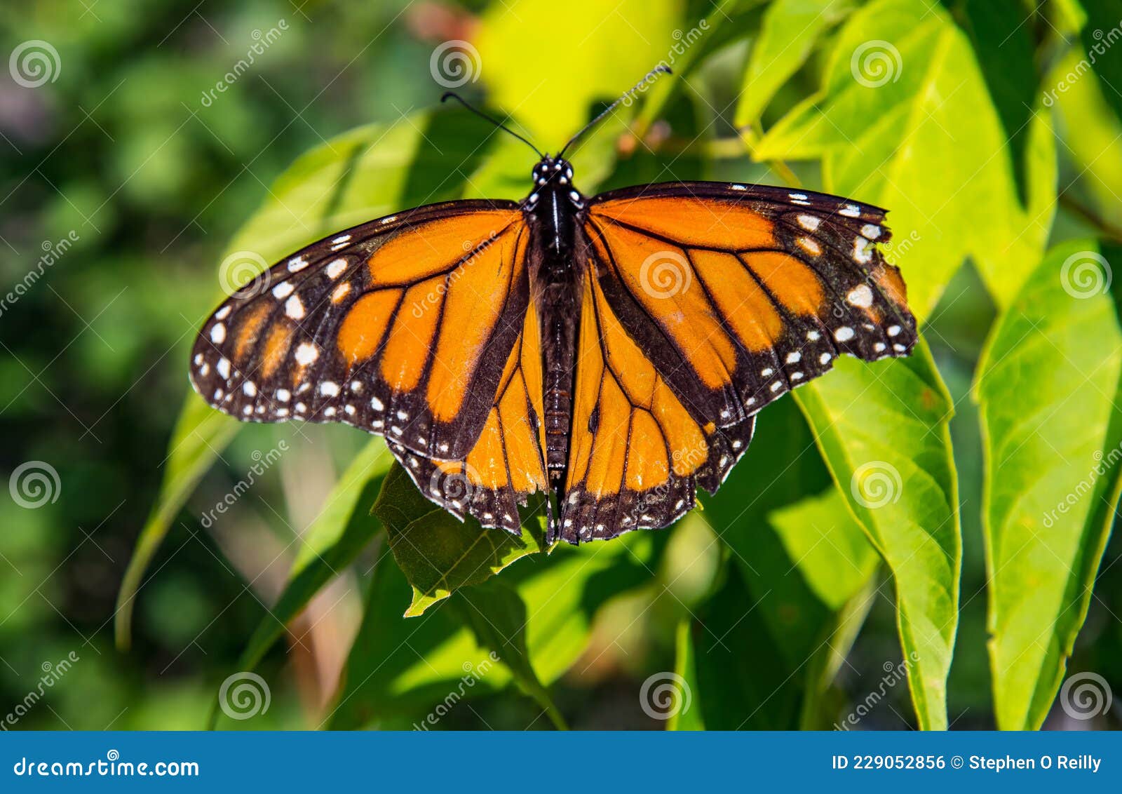 Butterfly With Damaged Wing Royalty-Free Stock Photography ...