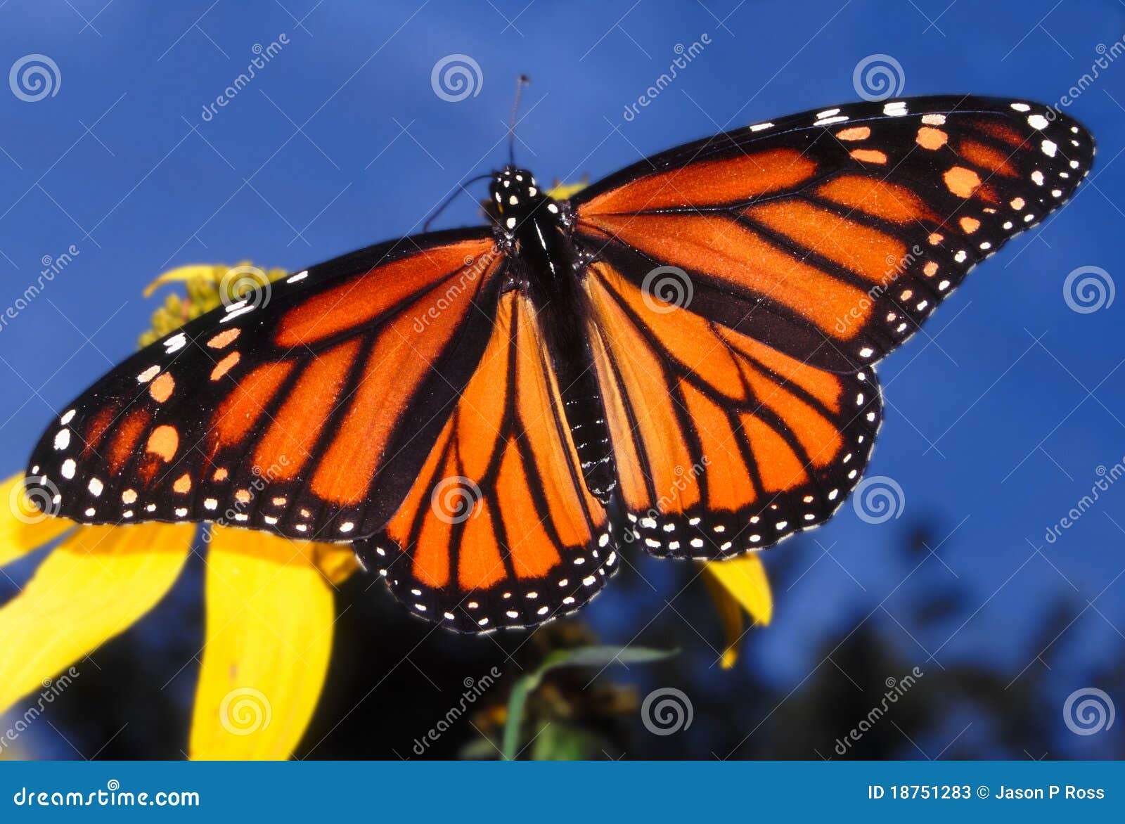 Monarch Butterfly (Danaus Plexippus) Stock Image - Image of ecological ...