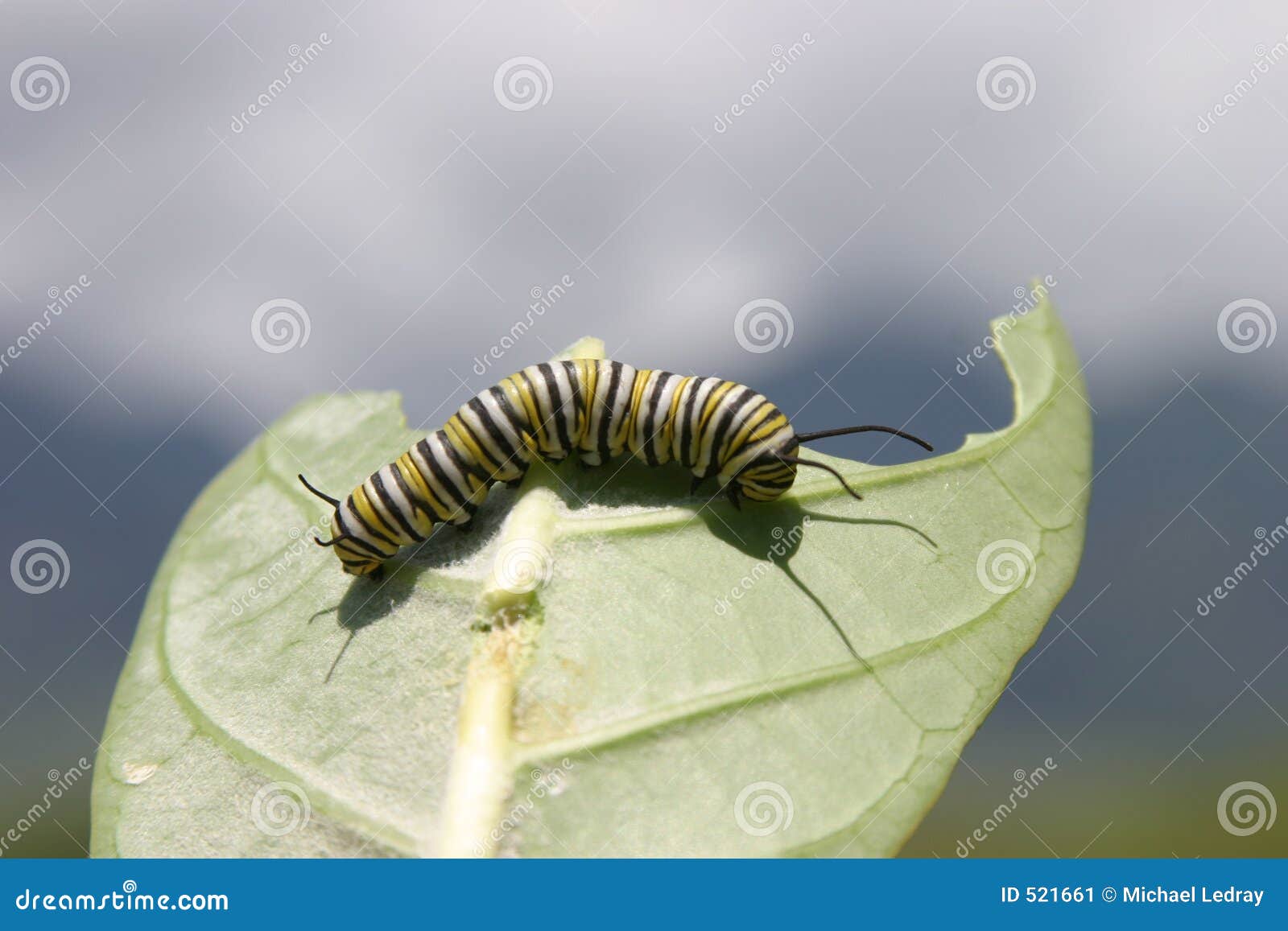 Caterpillar Eating A Common Purslane Plant Royalty-Free Stock ...