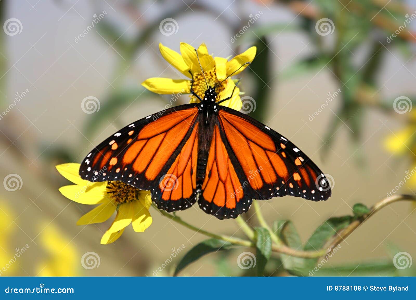 Monarch Butterfly (danaus Plexippus) in Spring Stock Photo - Image of ...