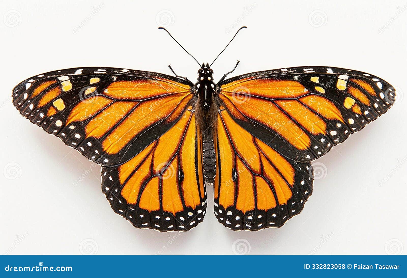 Monarch Butterfly Design on White Background -Generative Ai Stock Photo ...