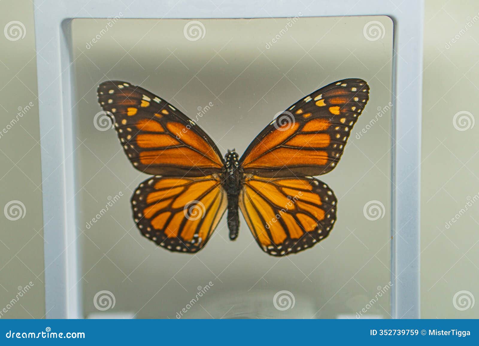 A Monarch Butterfly is Displayed within a Clear, Acrylic Case the ...