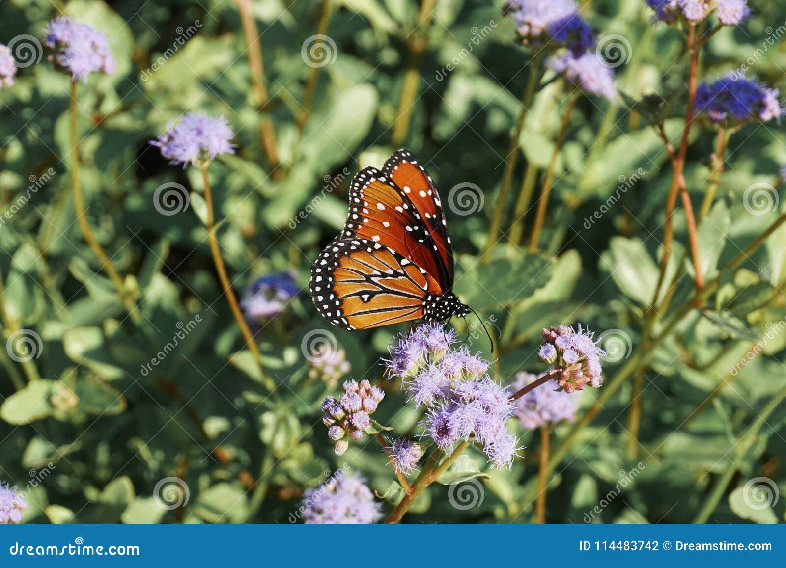 Butterfly Doing Puddling In Cow Dung Royalty-Free Stock Photo ...