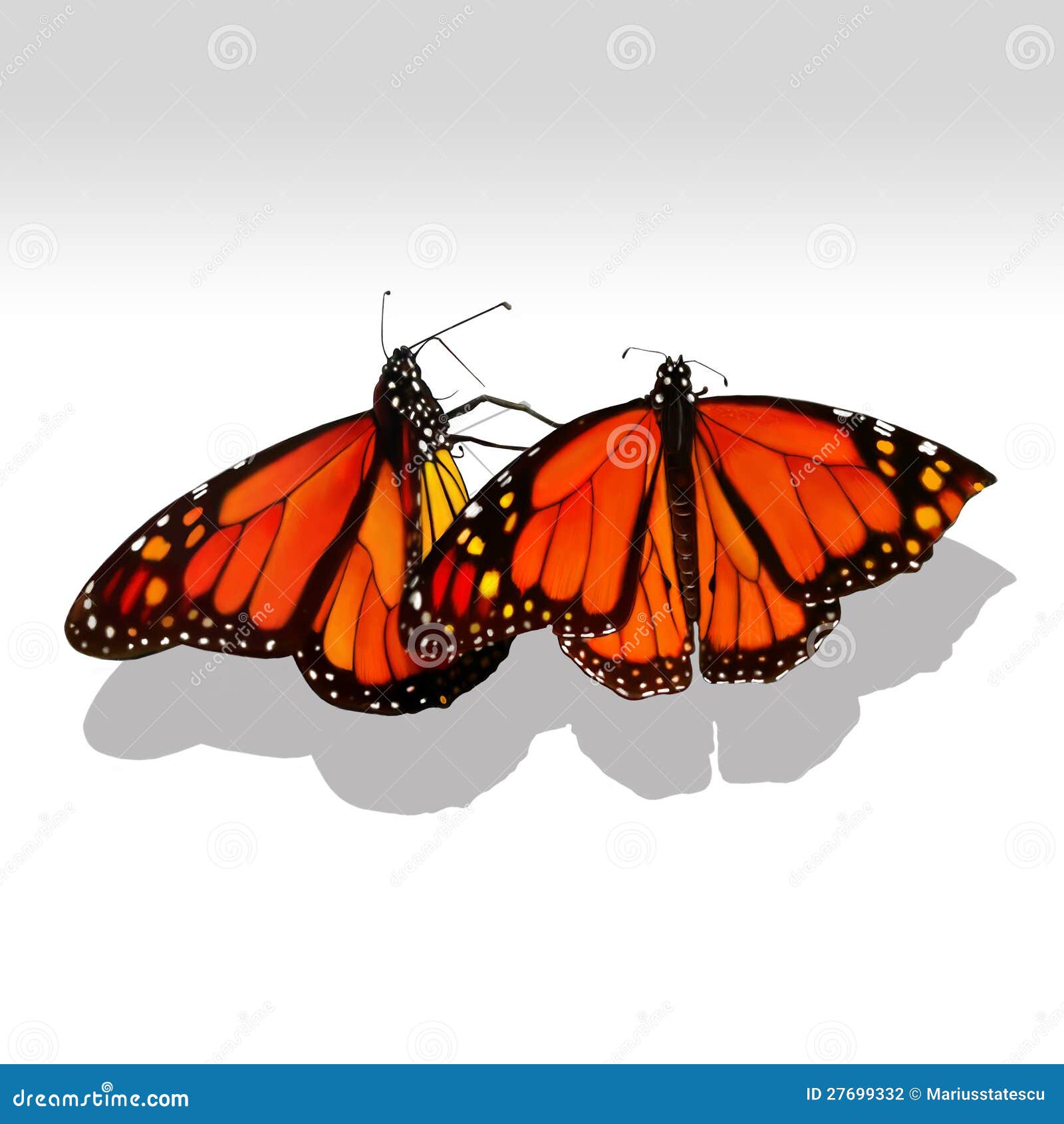 Monarch Butterfly Draw stock illustration. Illustration of insects ...