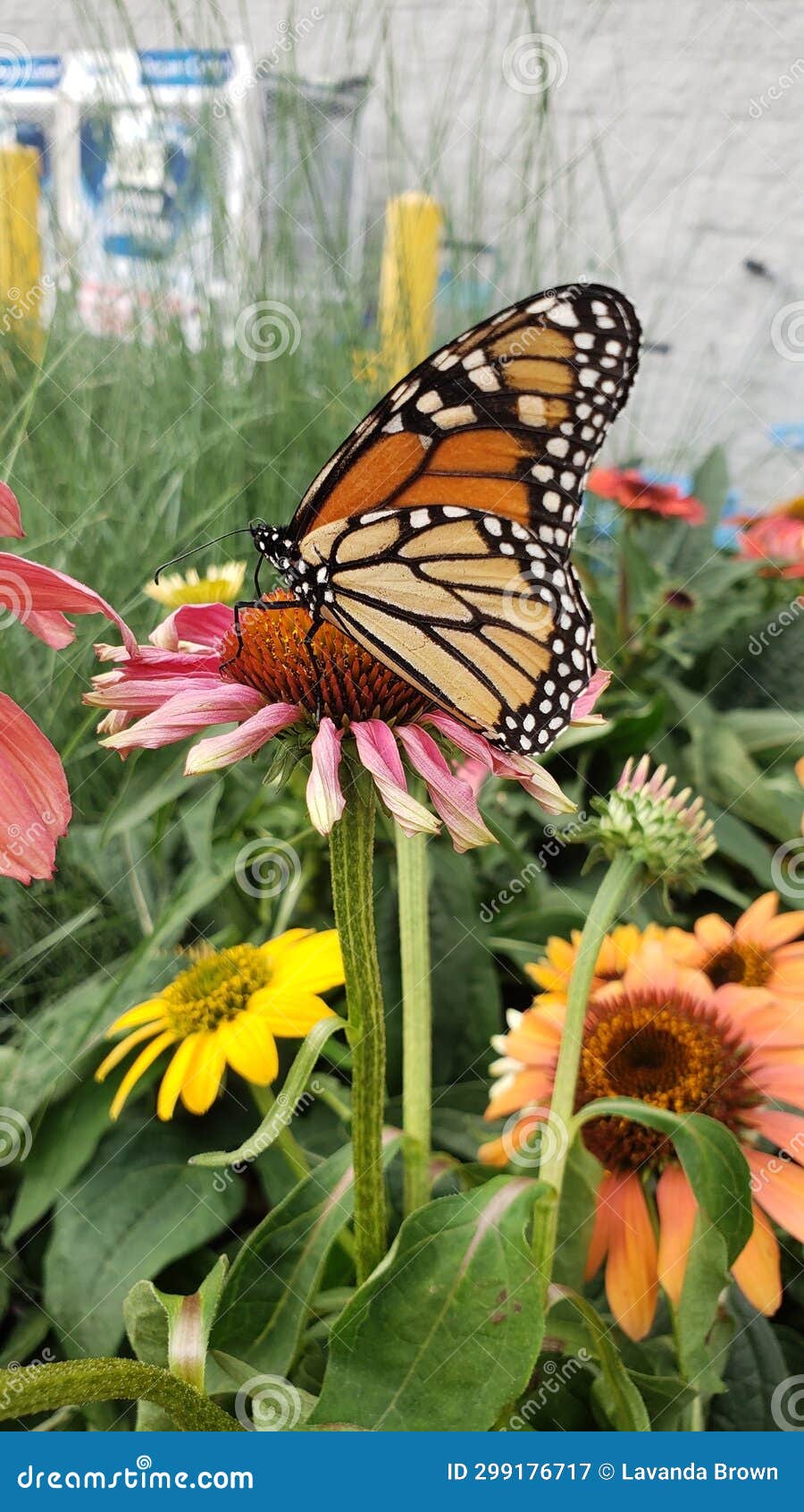 Monarch Butterfly on Ecchinecea Stock Image - Image of pollinator, fall: 299176717