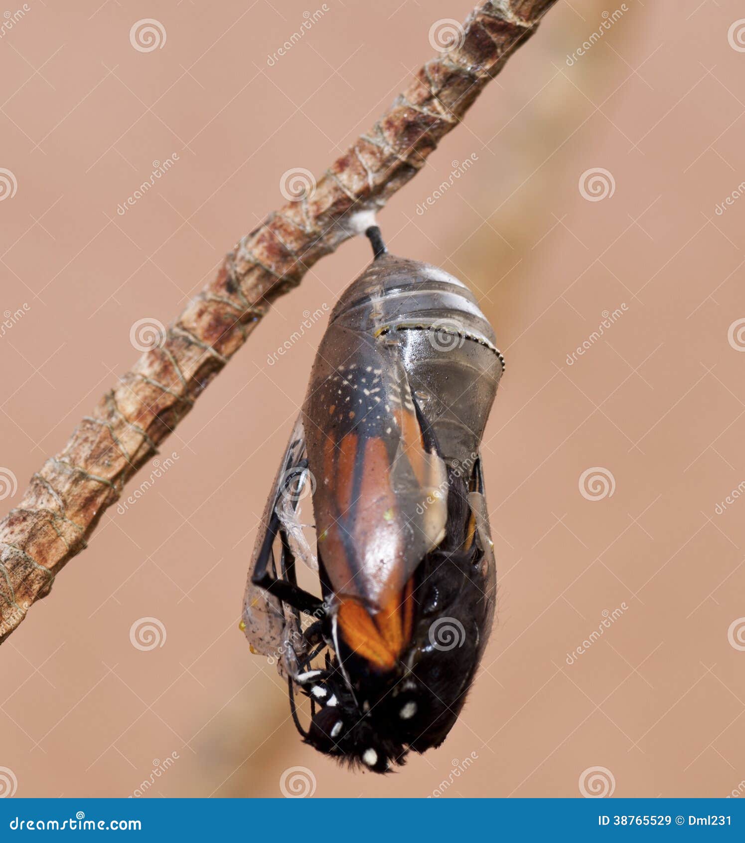 Monarch Butterfly Emerging from Chrysalis Stock Image - Image of ...
