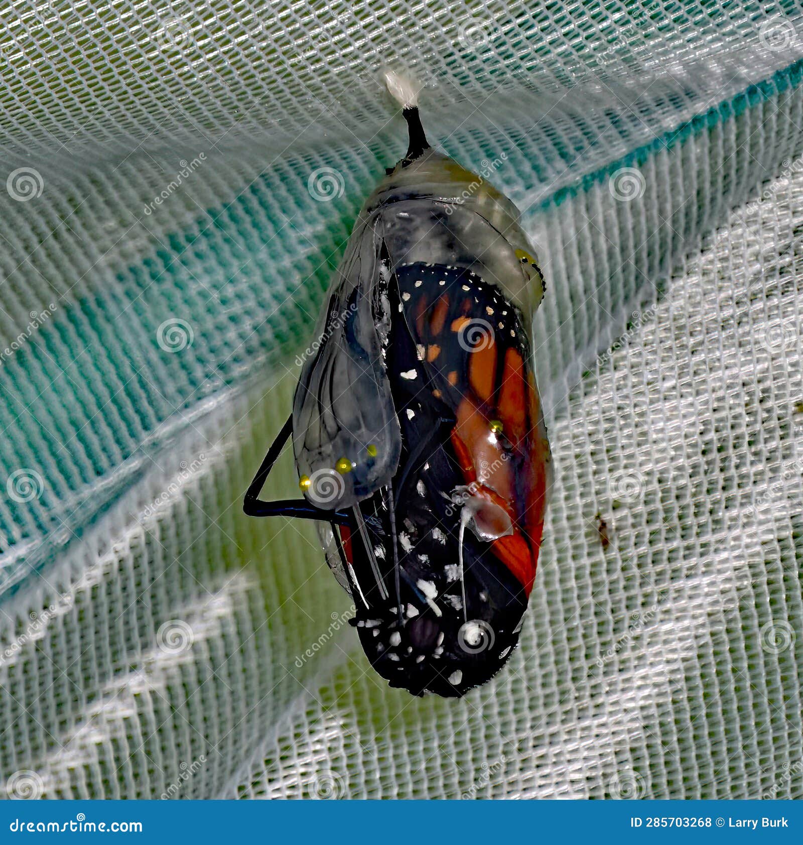 Monarch Butterfly Emerging from Chrysalis Stock Photo - Image of nature ...