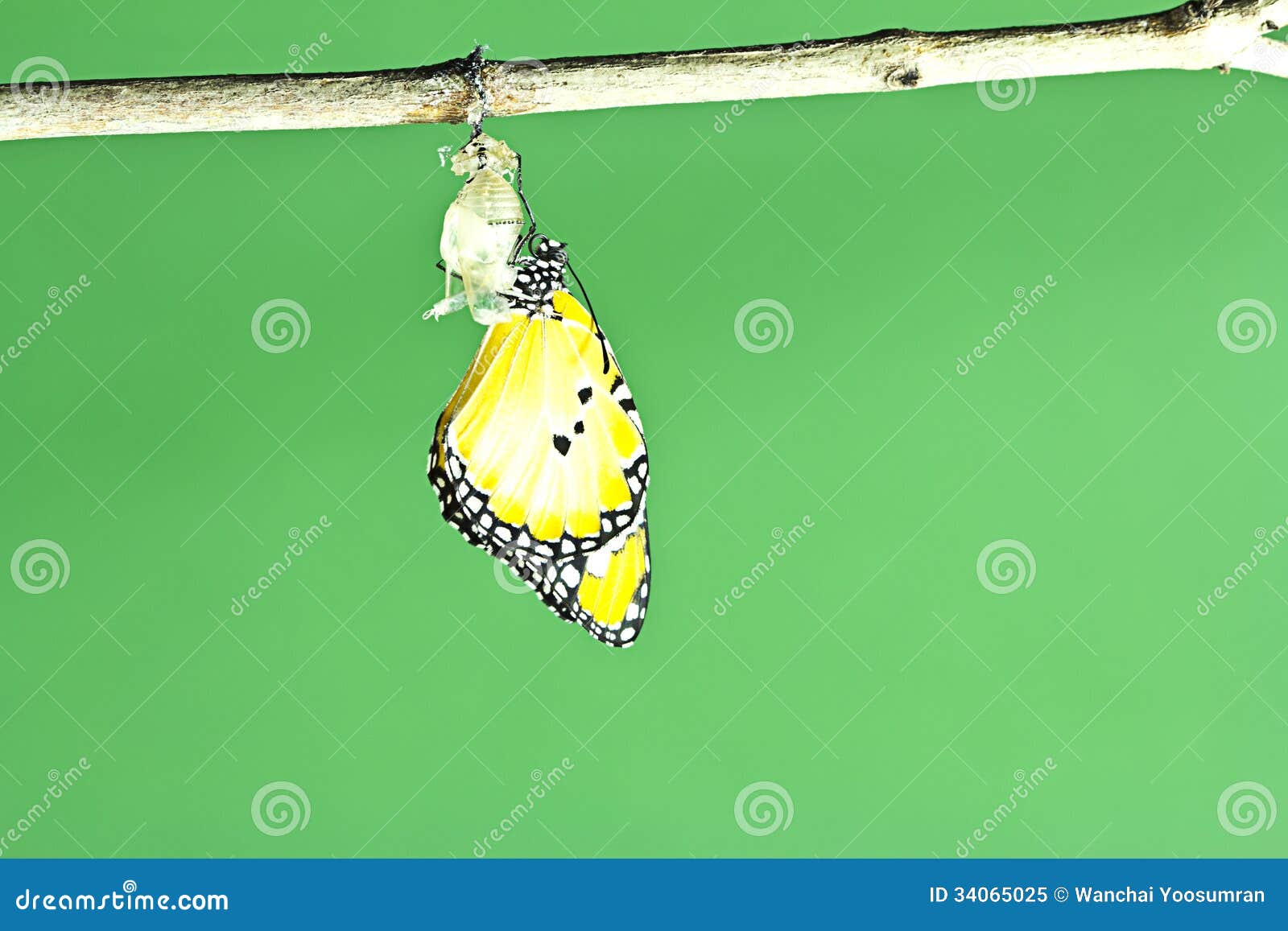Monarch butterfly emerging stock image. Image of insect - 34065025