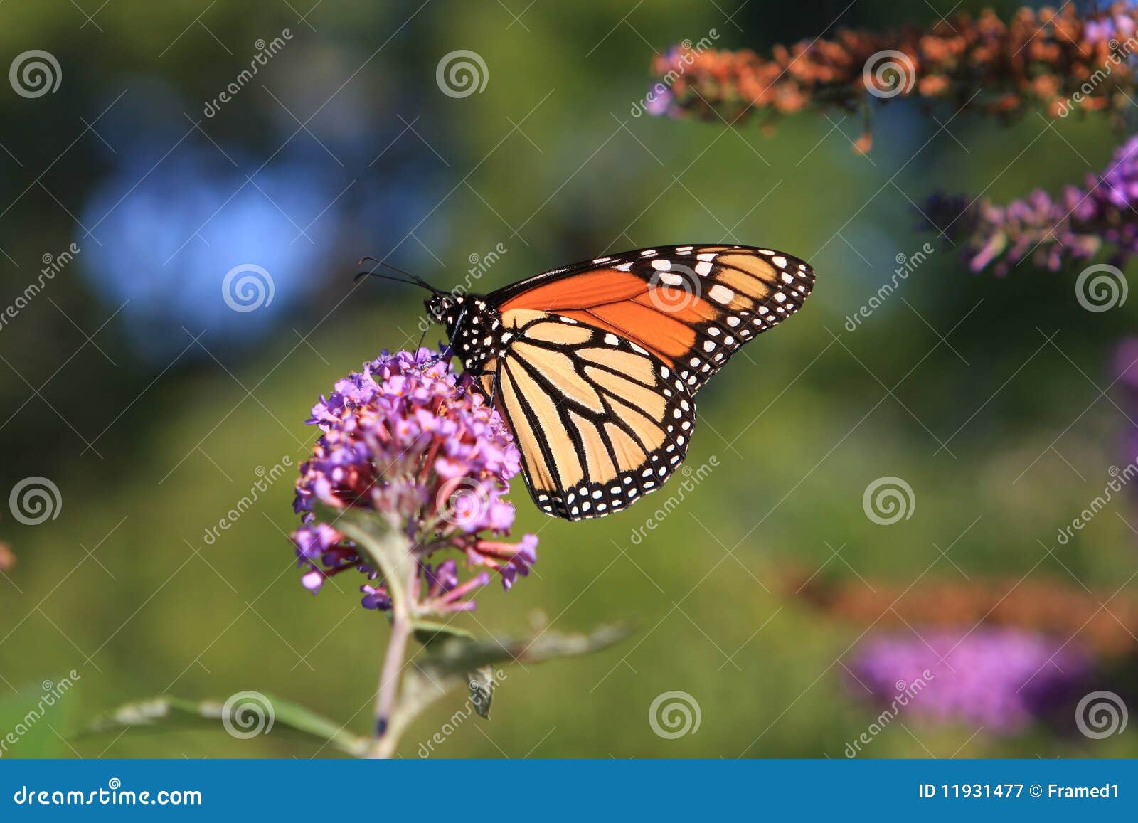 Monarch Butterfly Feeding stock image. Image of butterfly - 11931477