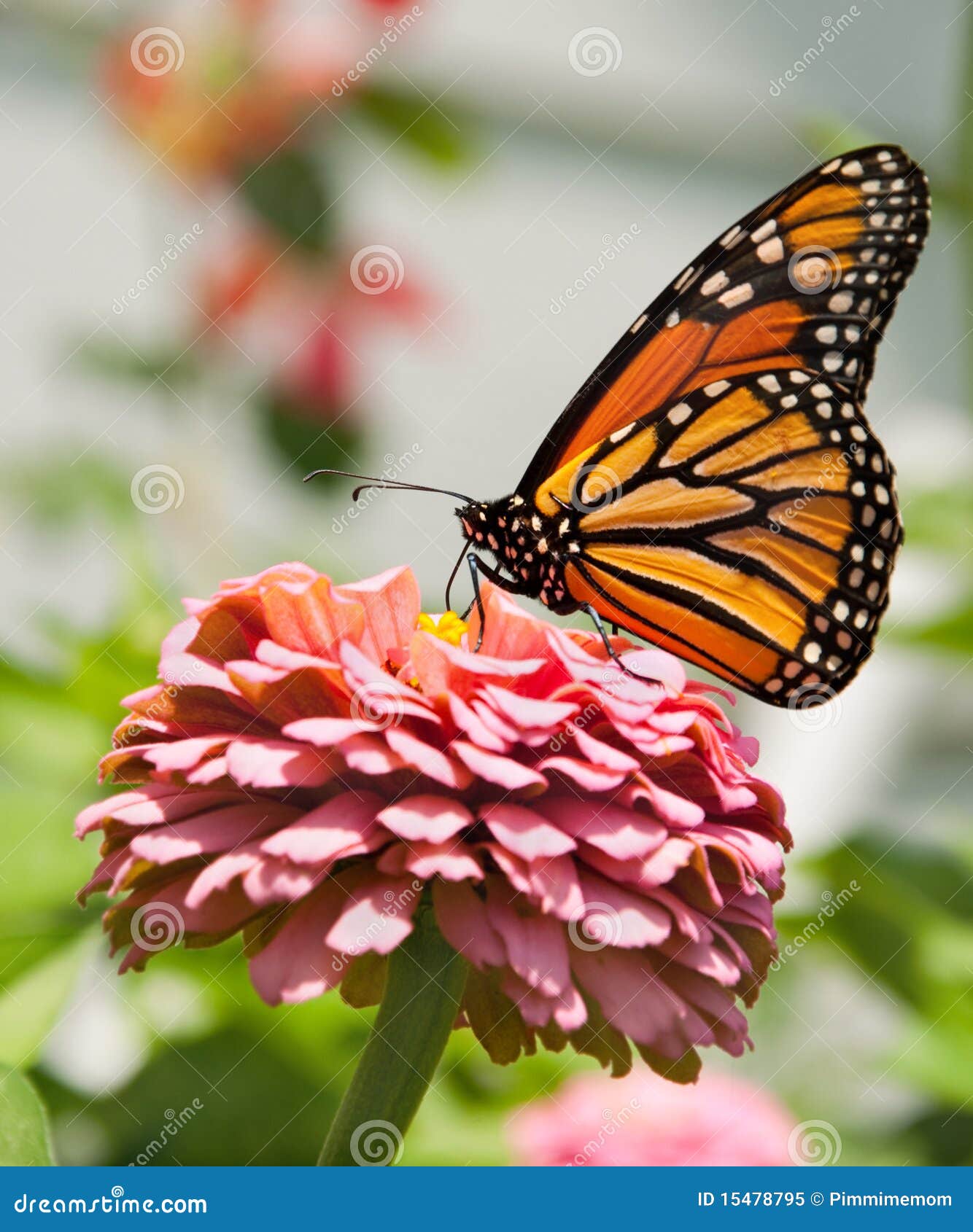 Monarch butterfly feeding stock image. Image of zinnia - 15478795
