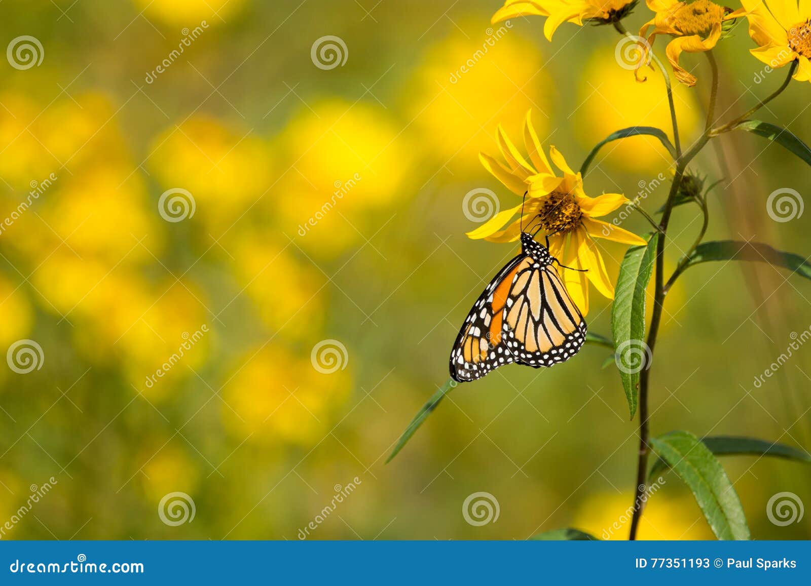 Monarch Butterfly stock image. Image of compass, prairie - 77351193