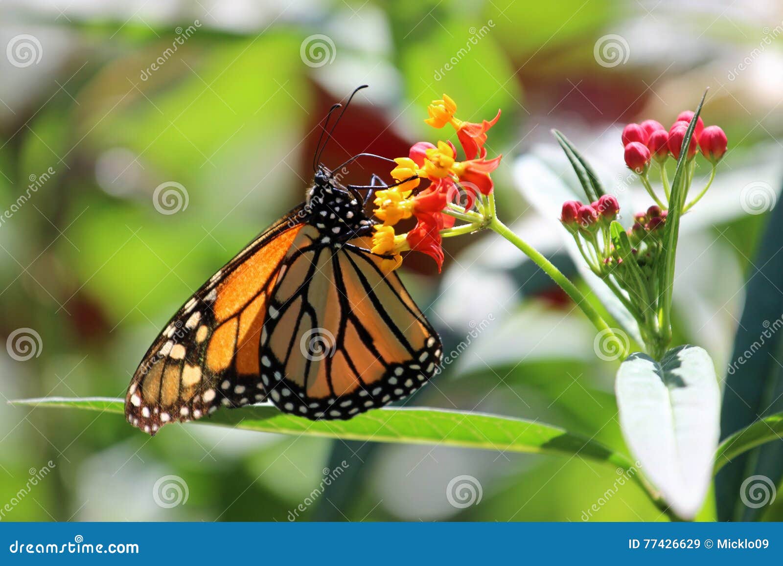 Monarch stock image. Image of nectar, flower, green, black - 77426629