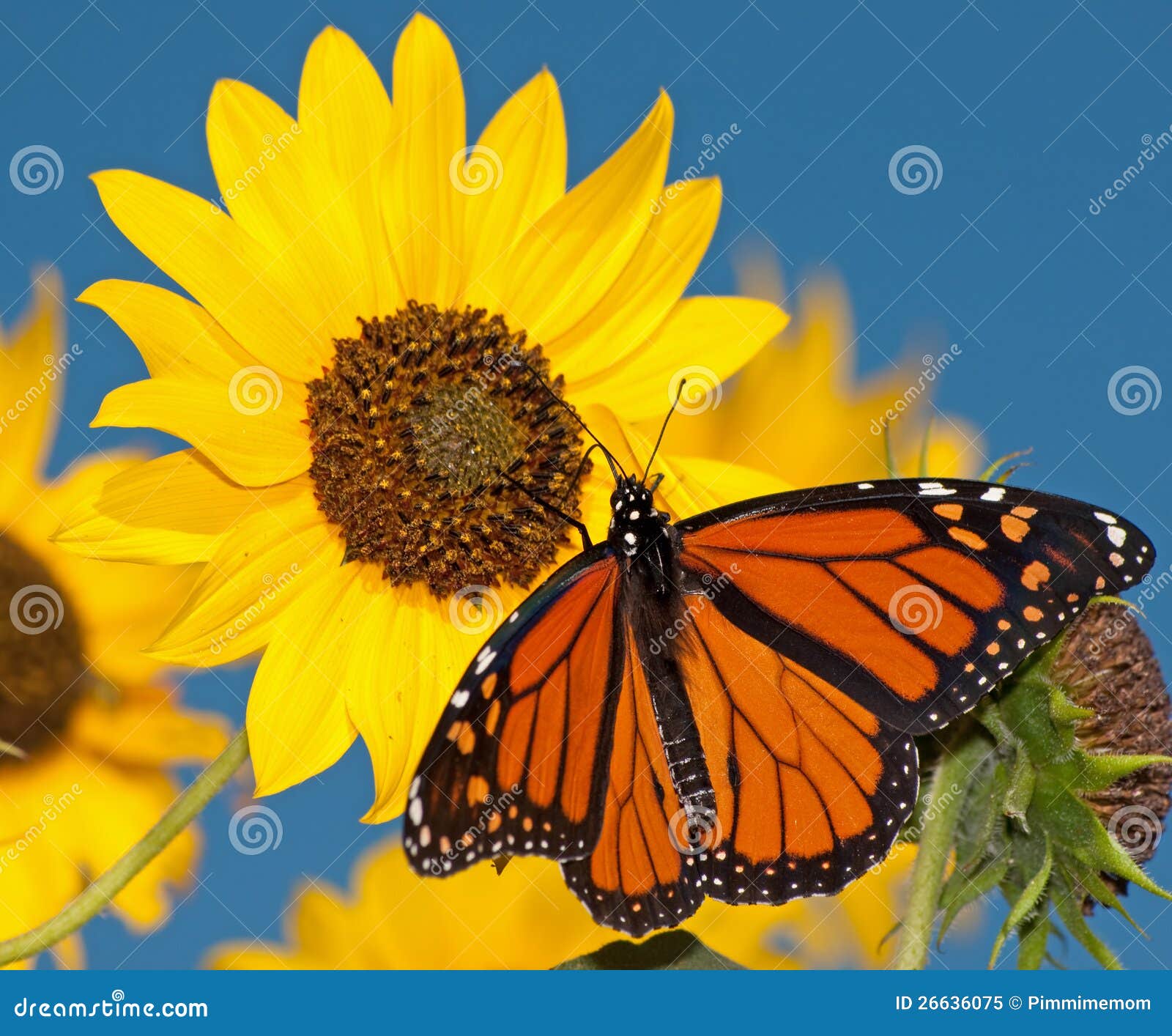Monarch Butterfly Feeding on a Sunflower Stock Image - Image of closeup ...