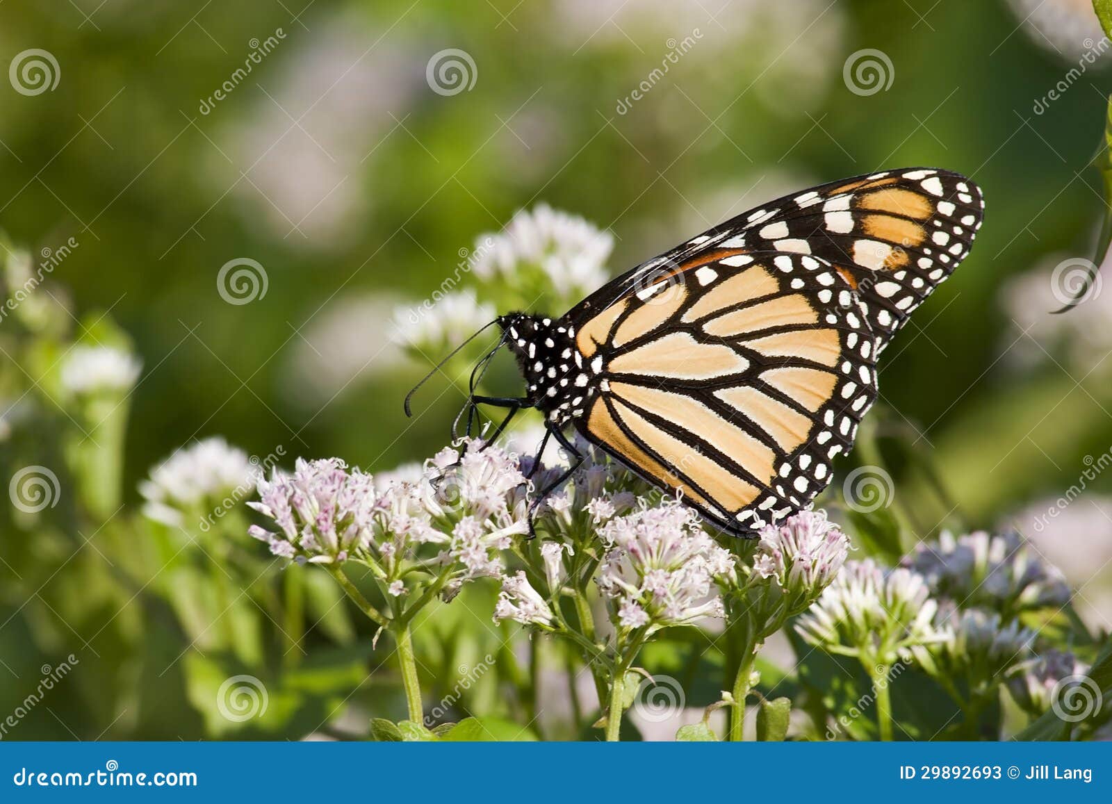 Butterfly Feeding on a White Flower Stock Image - Image of summertime ...