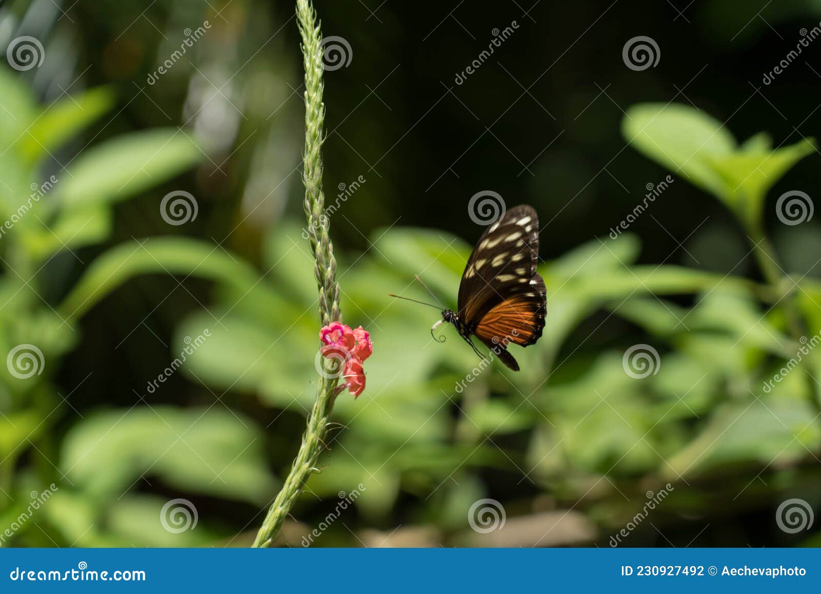 Monarch Butterfly in Flight. it Begins To Pull Out Its Proboscis To ...