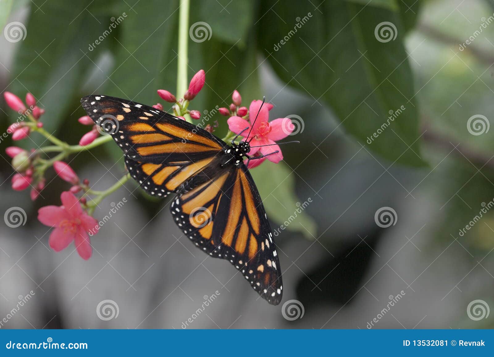 Monarch Butterfly on Flower Stock Image - Image of colorful, closeup ...