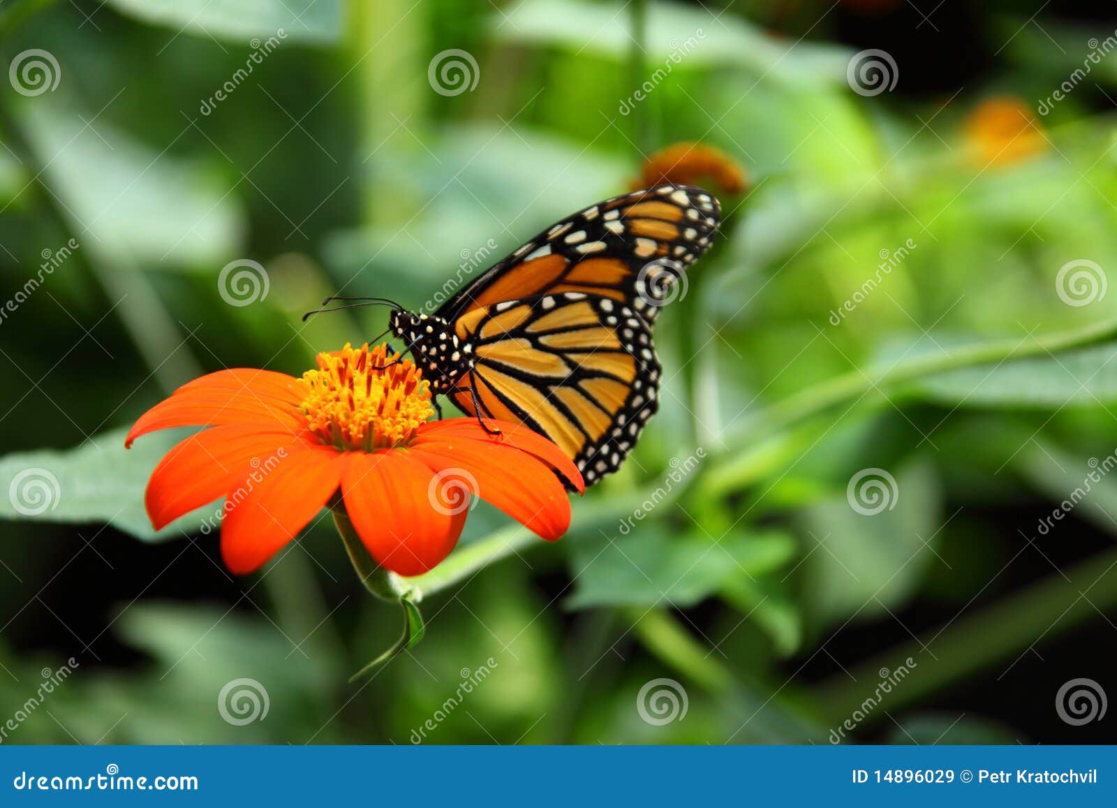 Monarch Butterfly on Flower Stock Image - Image of flower, monarch ...