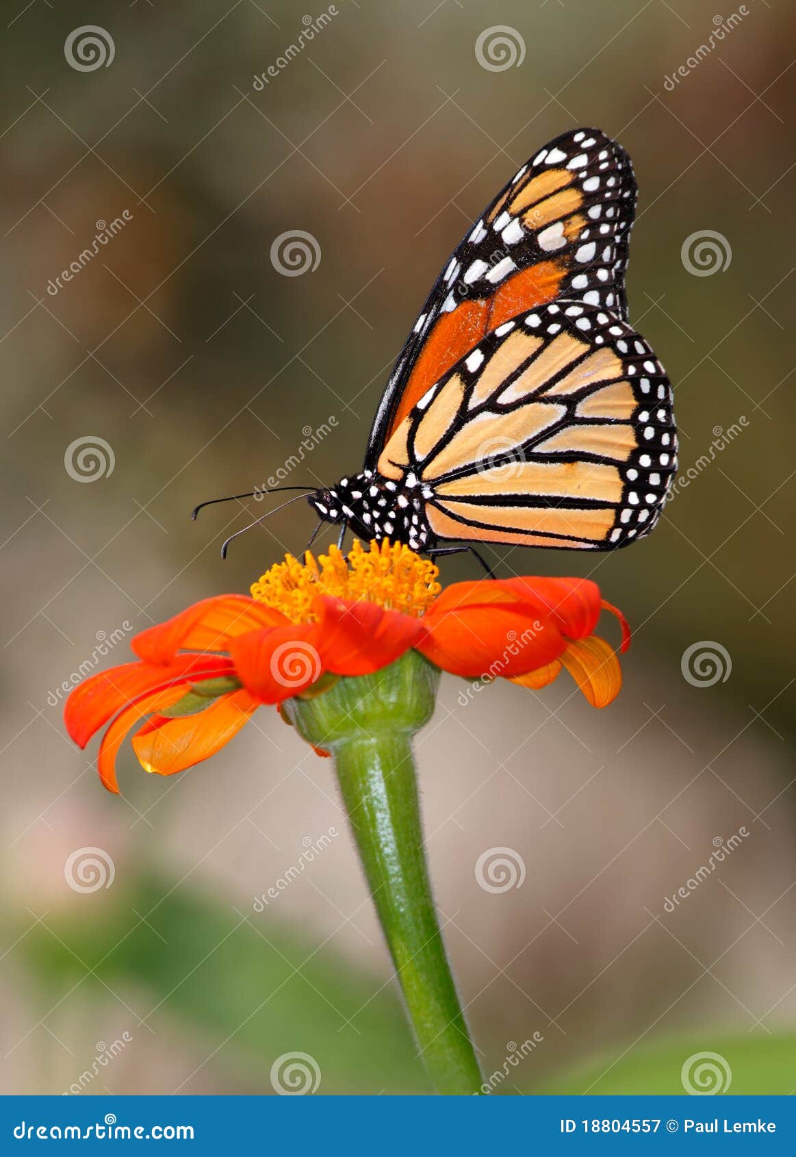 Monarch Butterfly on Flower Stock Image - Image of wildlife, winged ...