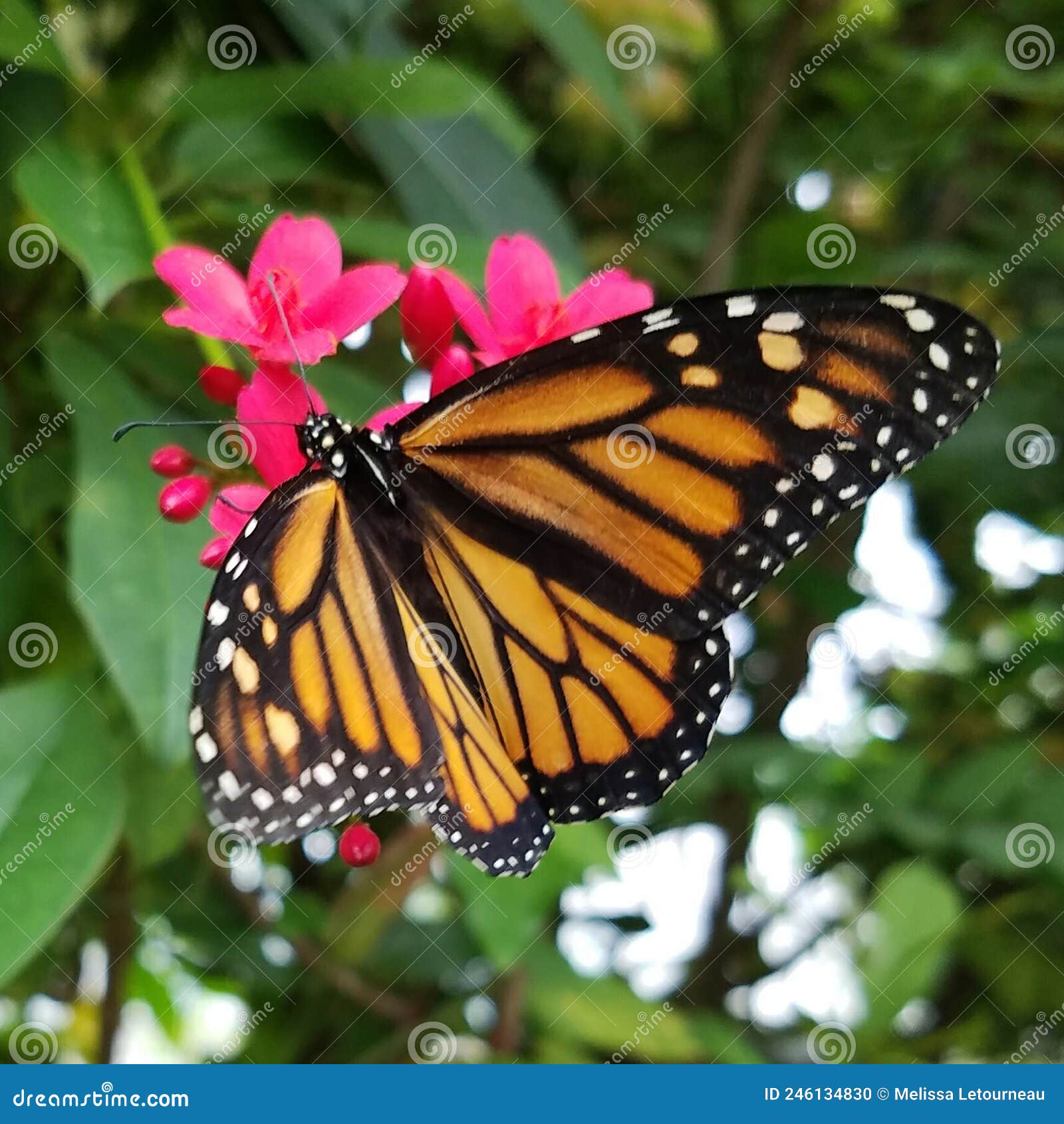 Monarch Butterfly on Flower Stock Photo - Image of plant, wing: 246134830