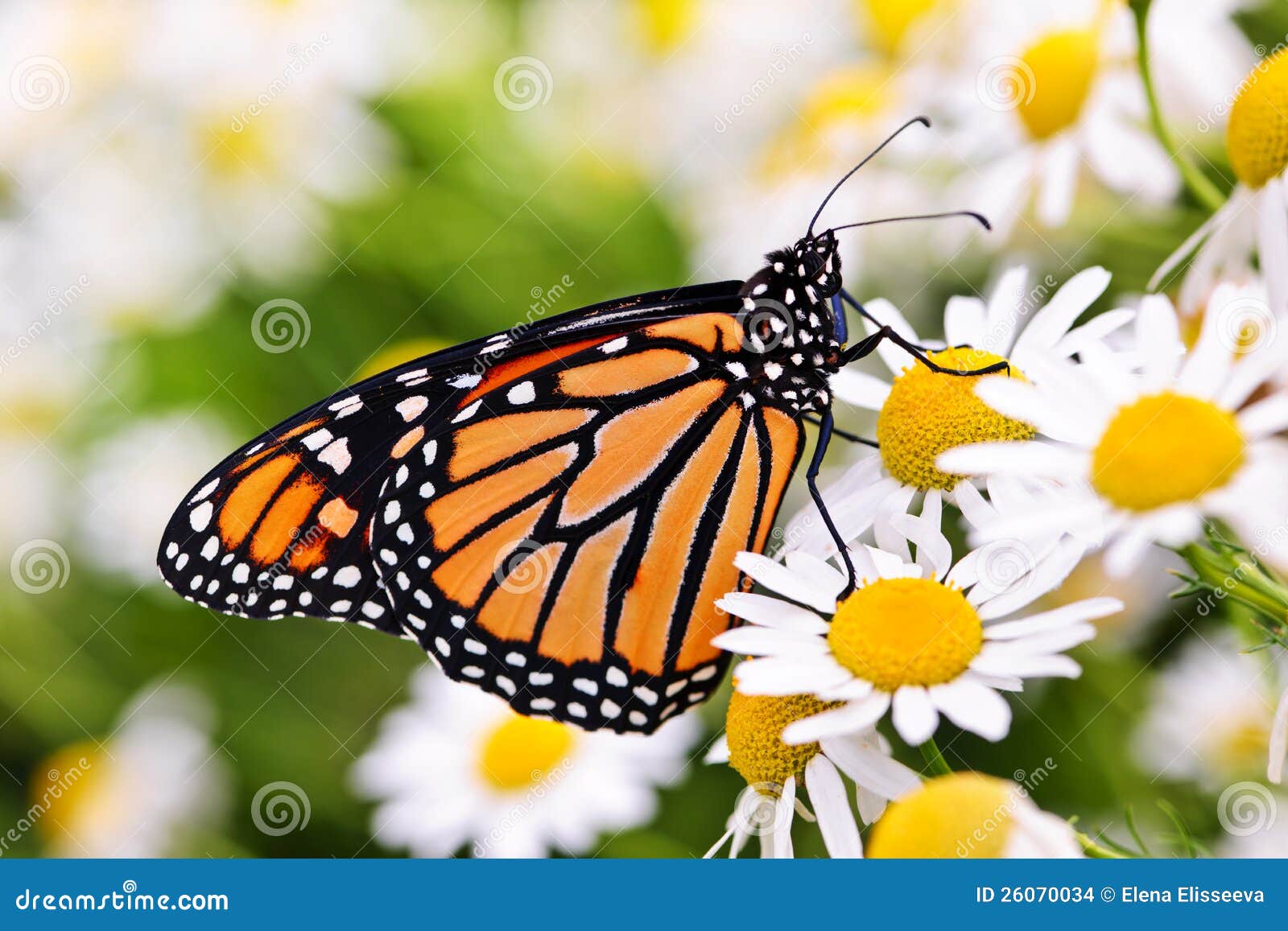 Monarch Butterfly on Flower Stock Photo - Image of petals, milkweed ...