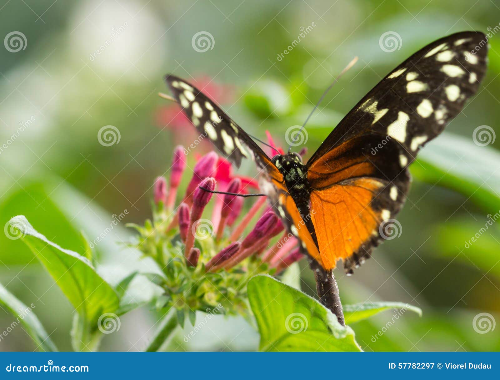 Monarch Butterfly on Flower Stock Image - Image of nature, closeup ...