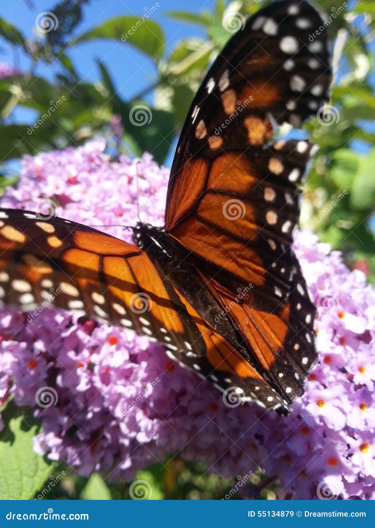 Monarch Butterfly With Monarch Watch Tag Attached Editorial Photo ...