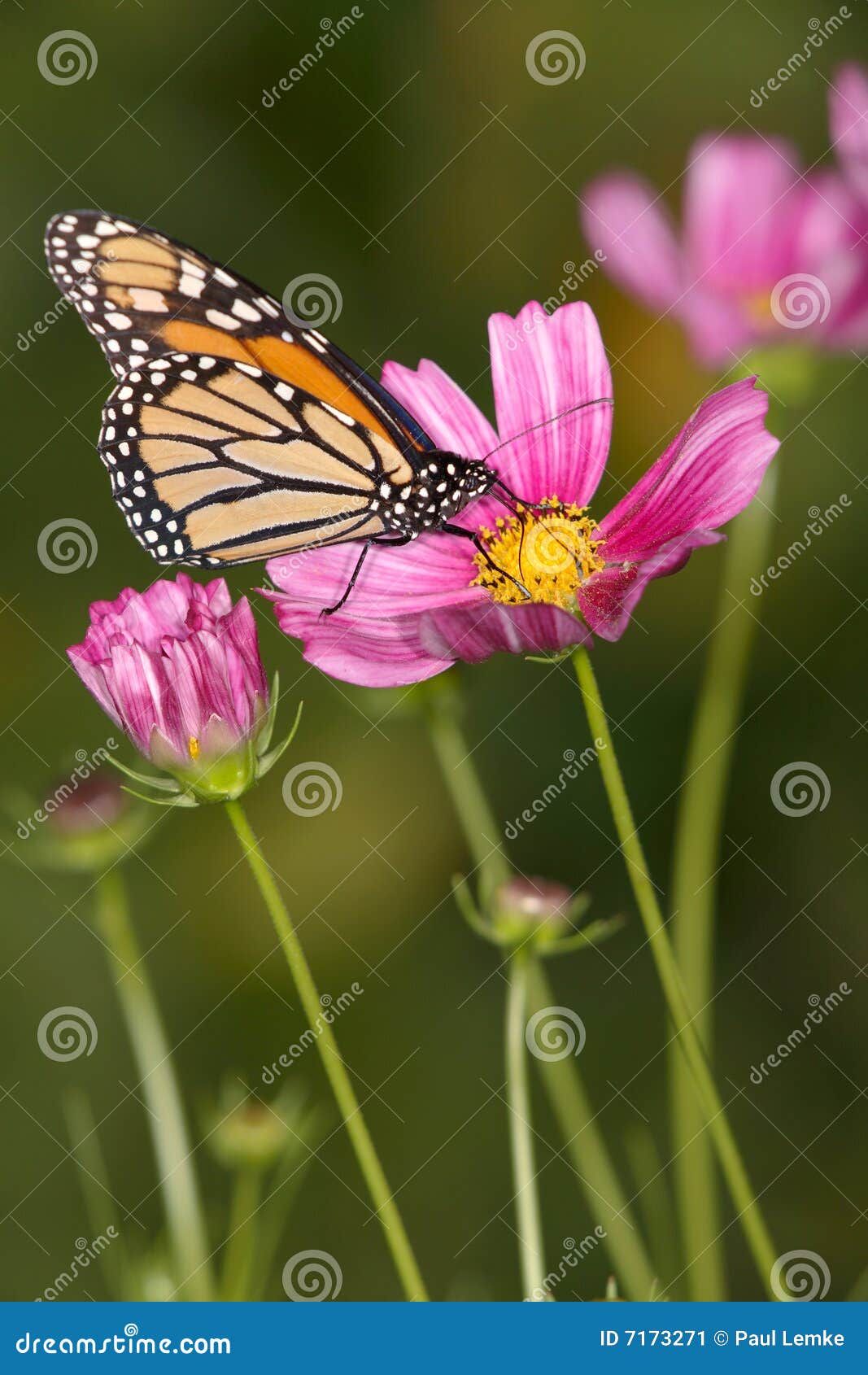 Monarch Butterfly and Flowers Stock Image - Image of flying, danaus ...