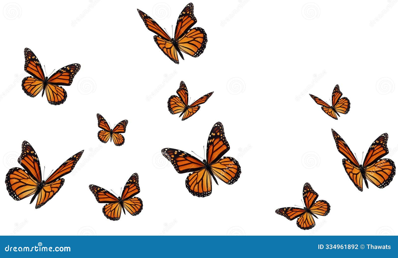 Monarch butterfly flying stock illustration. Illustration of ...