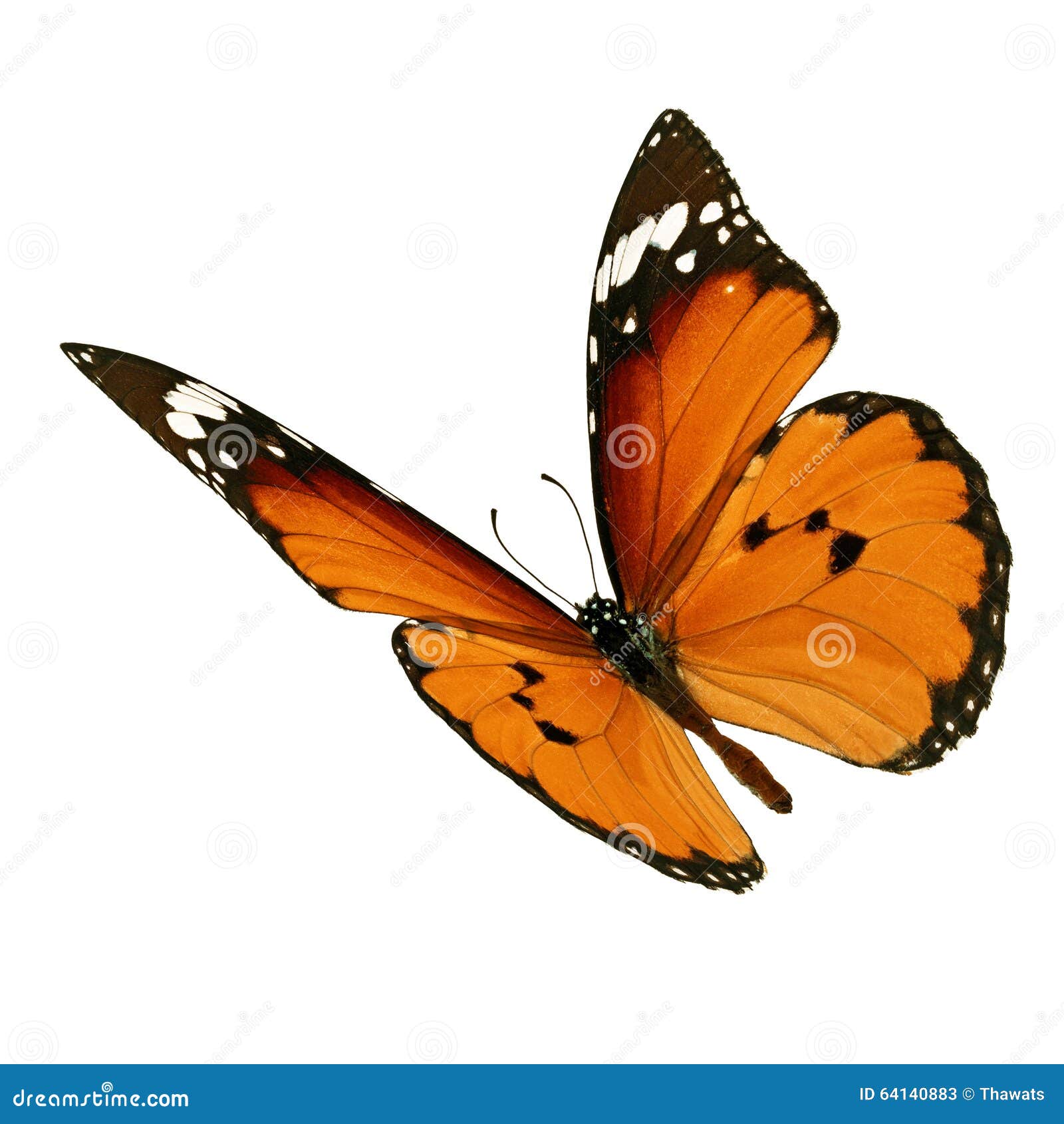 Monarch butterfly flying stock image. Image of yellow - 64140883