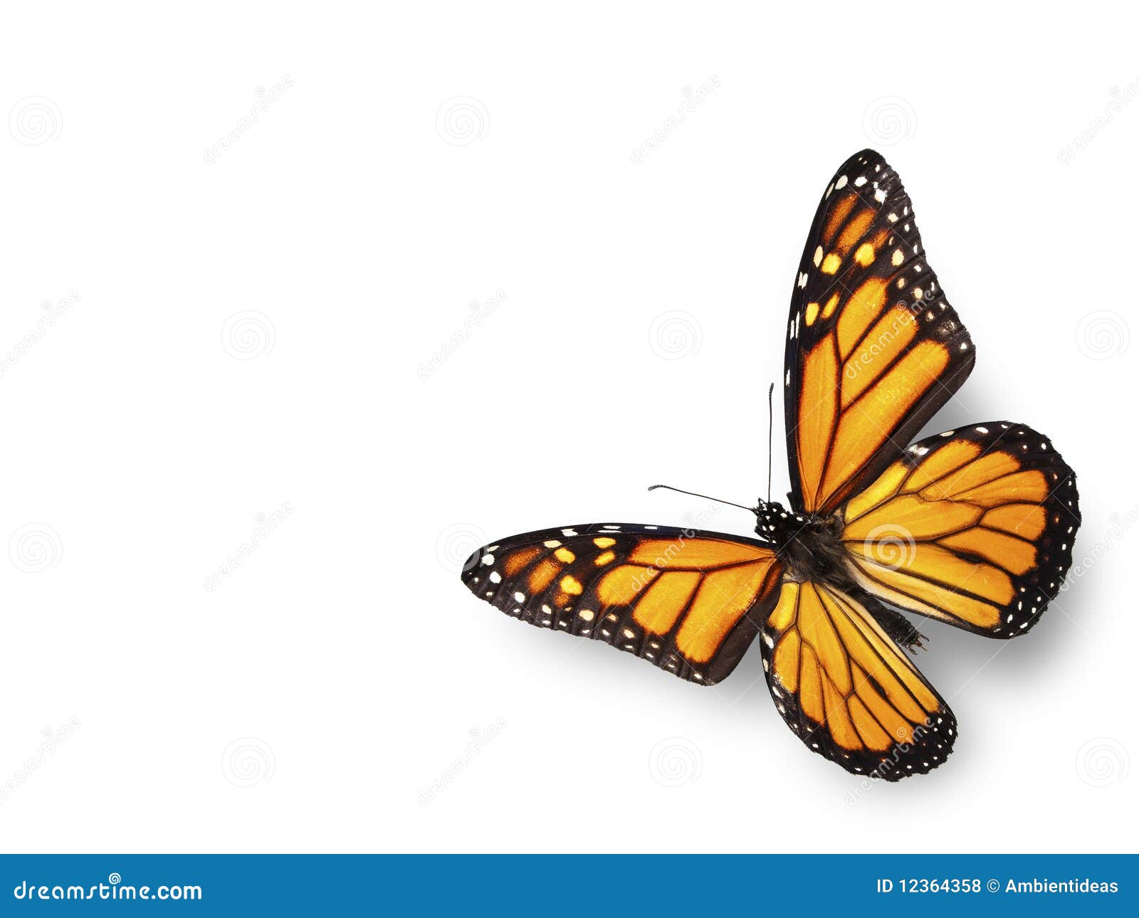 Monarch Butterfly Flying Outline