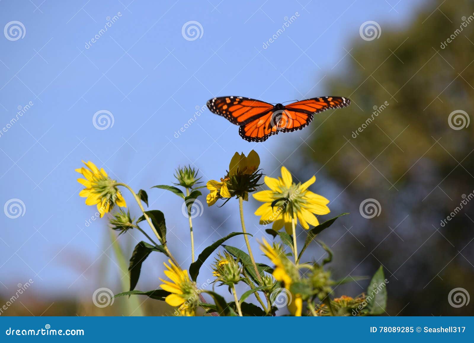 Monarch Butterfly stock image. Image of flying, butterfly - 78089285