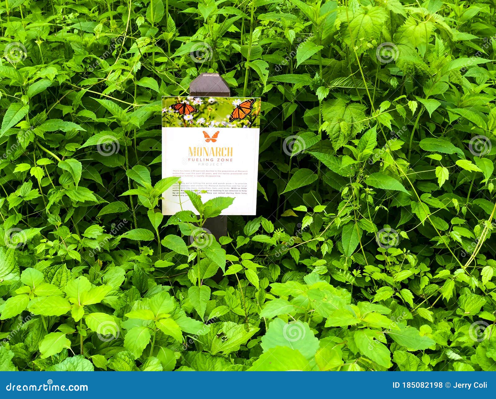 2,791 Monarch Head Stock Photos - Free & Royalty-Free Stock Photos from ...