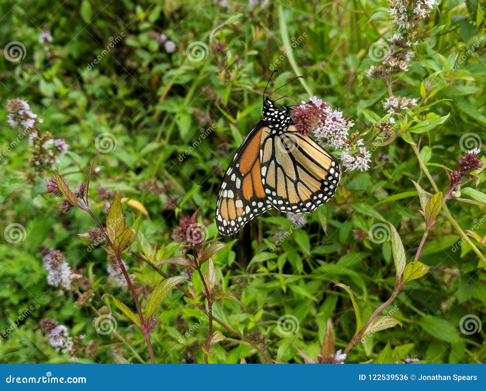 Monarch butterfly garden stock photo. Image of beautiful - 122539536