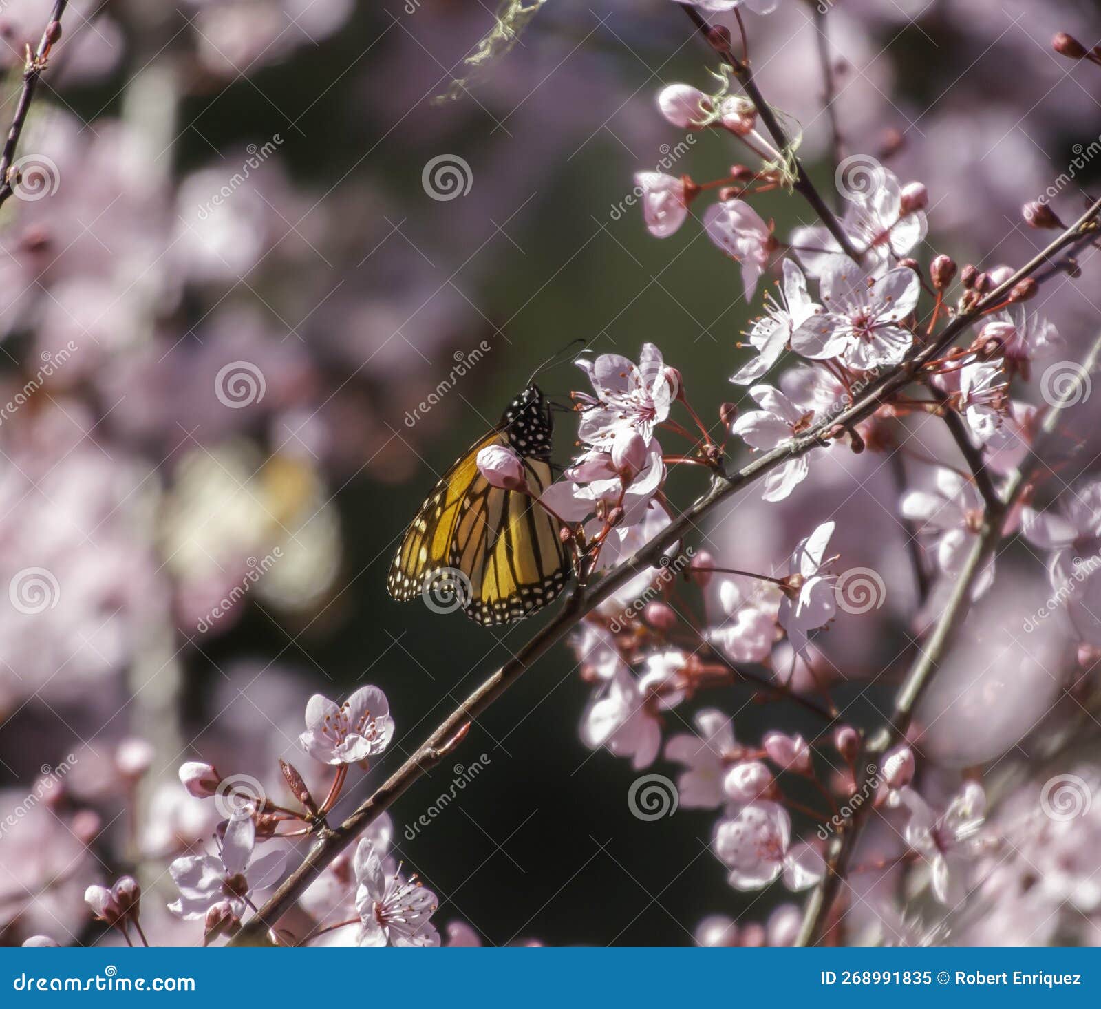 The Monarch Butterfly in a Garden Sanctuary Stock Image - Image of ...