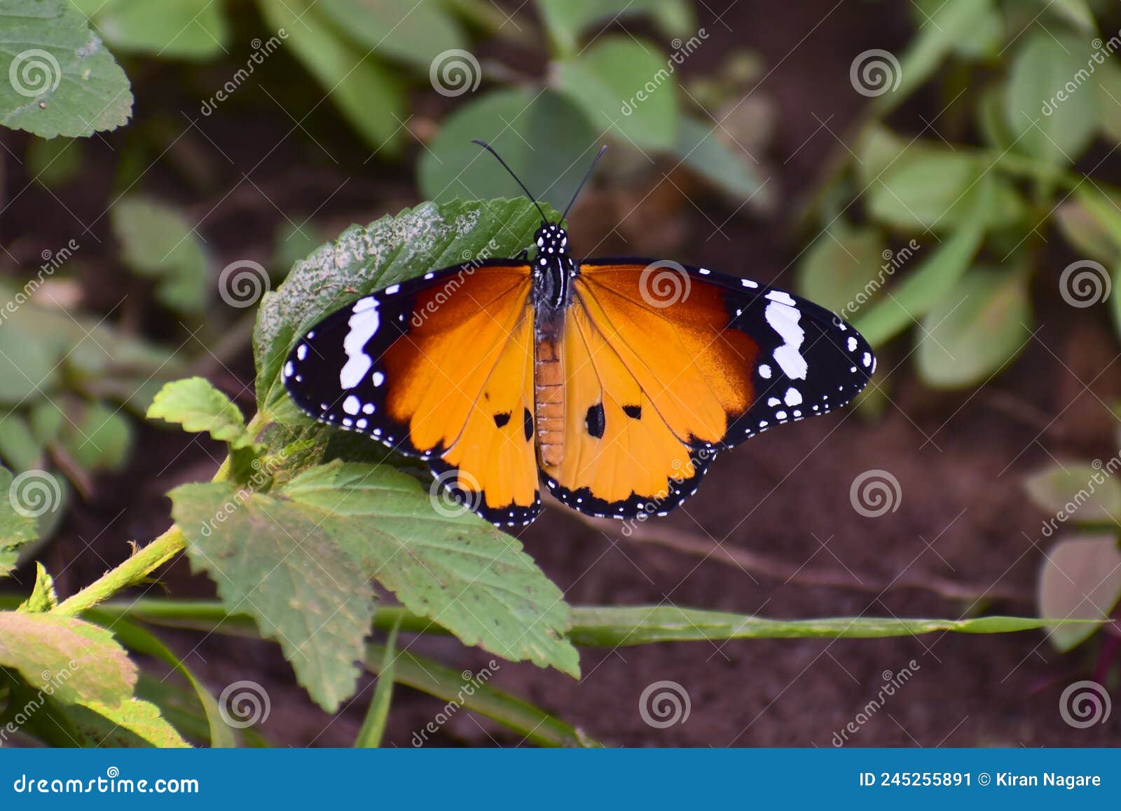 Monarch butterfly stock image. Image of leaf, beautiful - 245255891