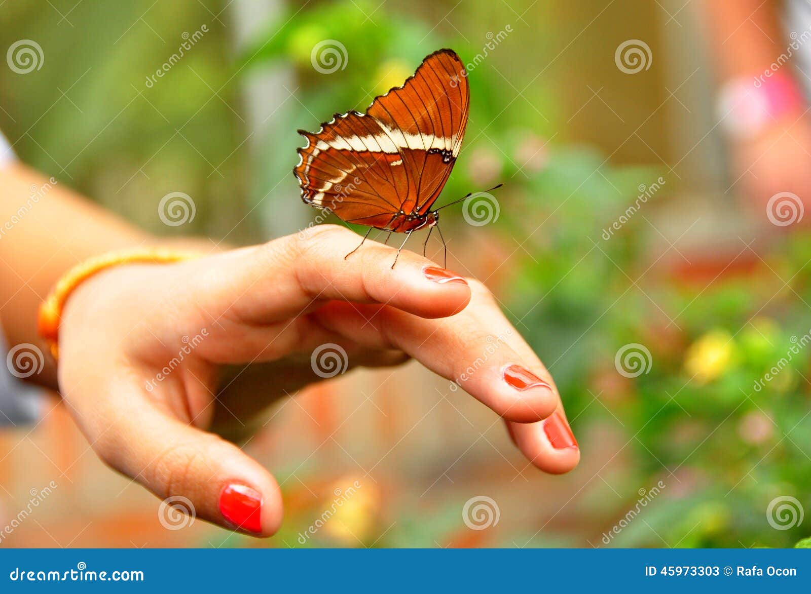 Monarch Butterfly on the Hand Stock Image - Image of insectos, domestic ...