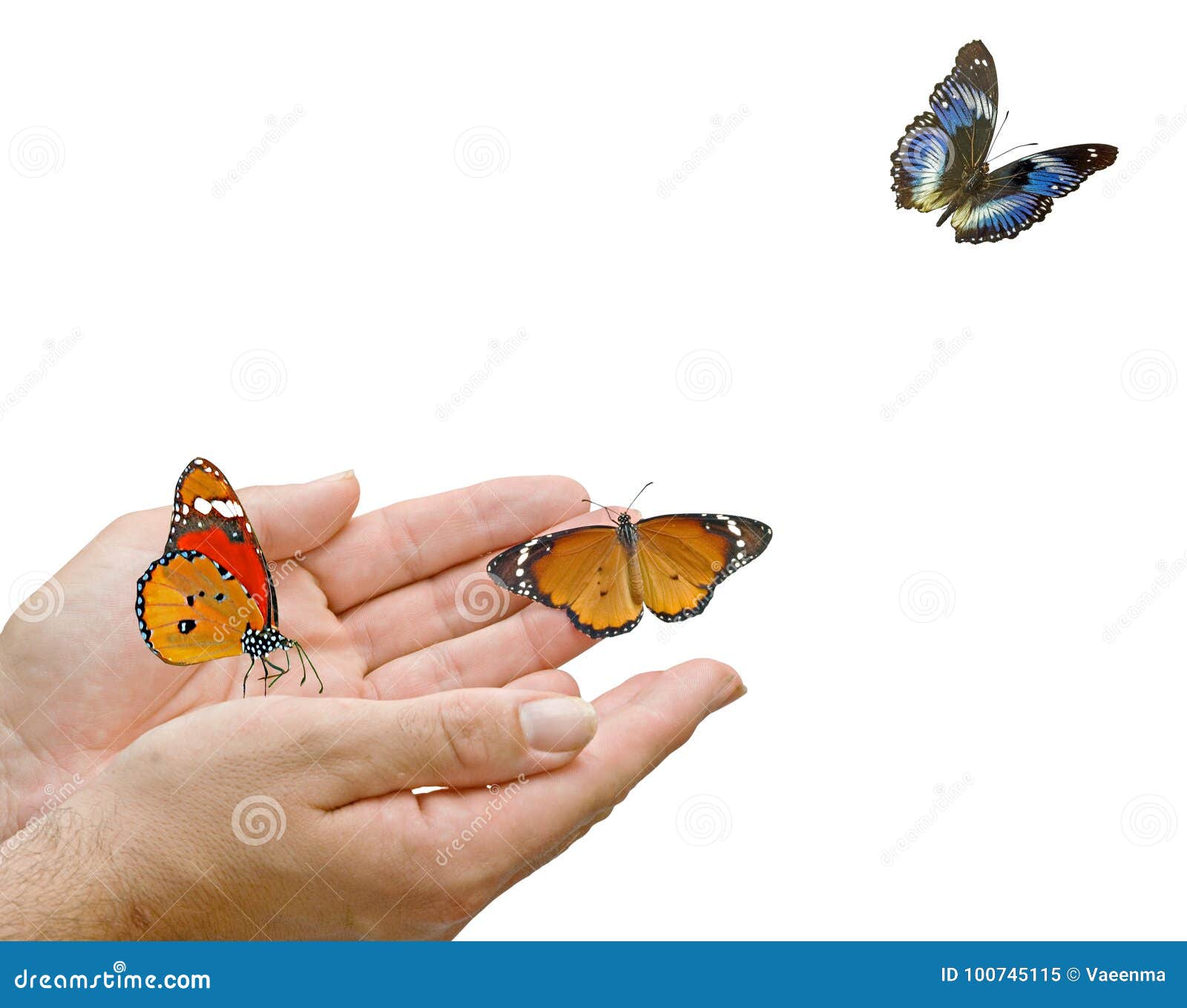 Monarch butterfly in hands stock image. Image of closeup - 100745115